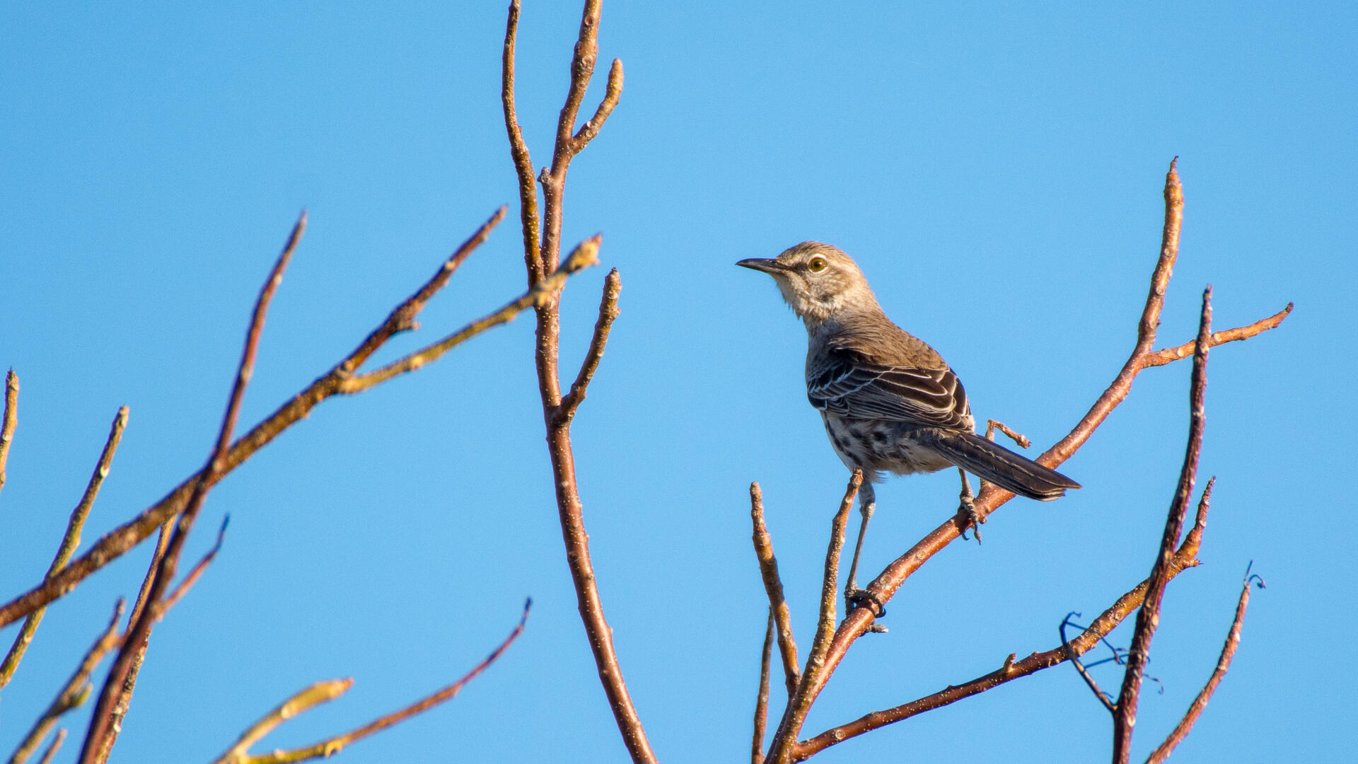 Bahama Mockingbird | Audubon Field Guide