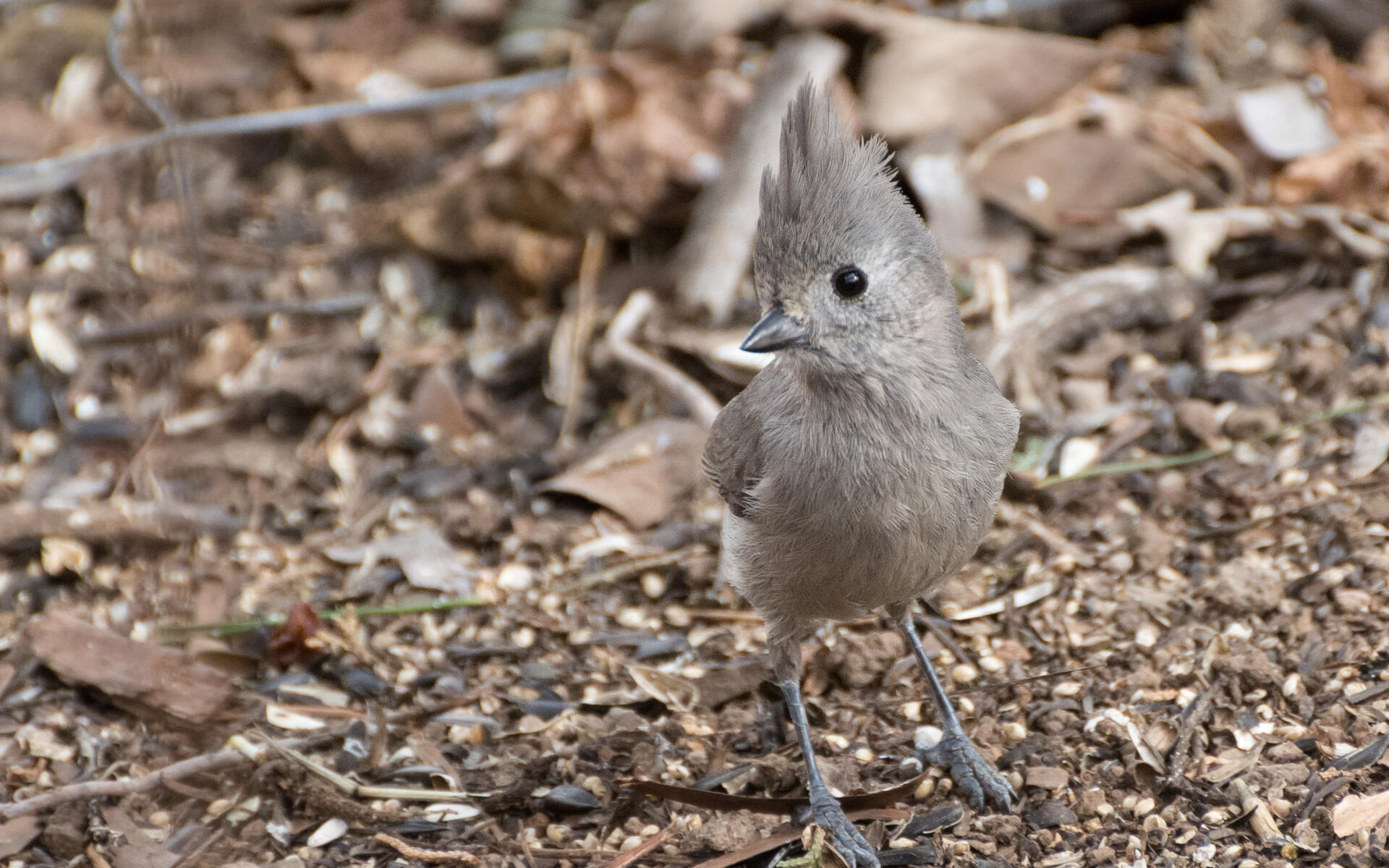 Juniper Titmouse | Audubon Field Guide