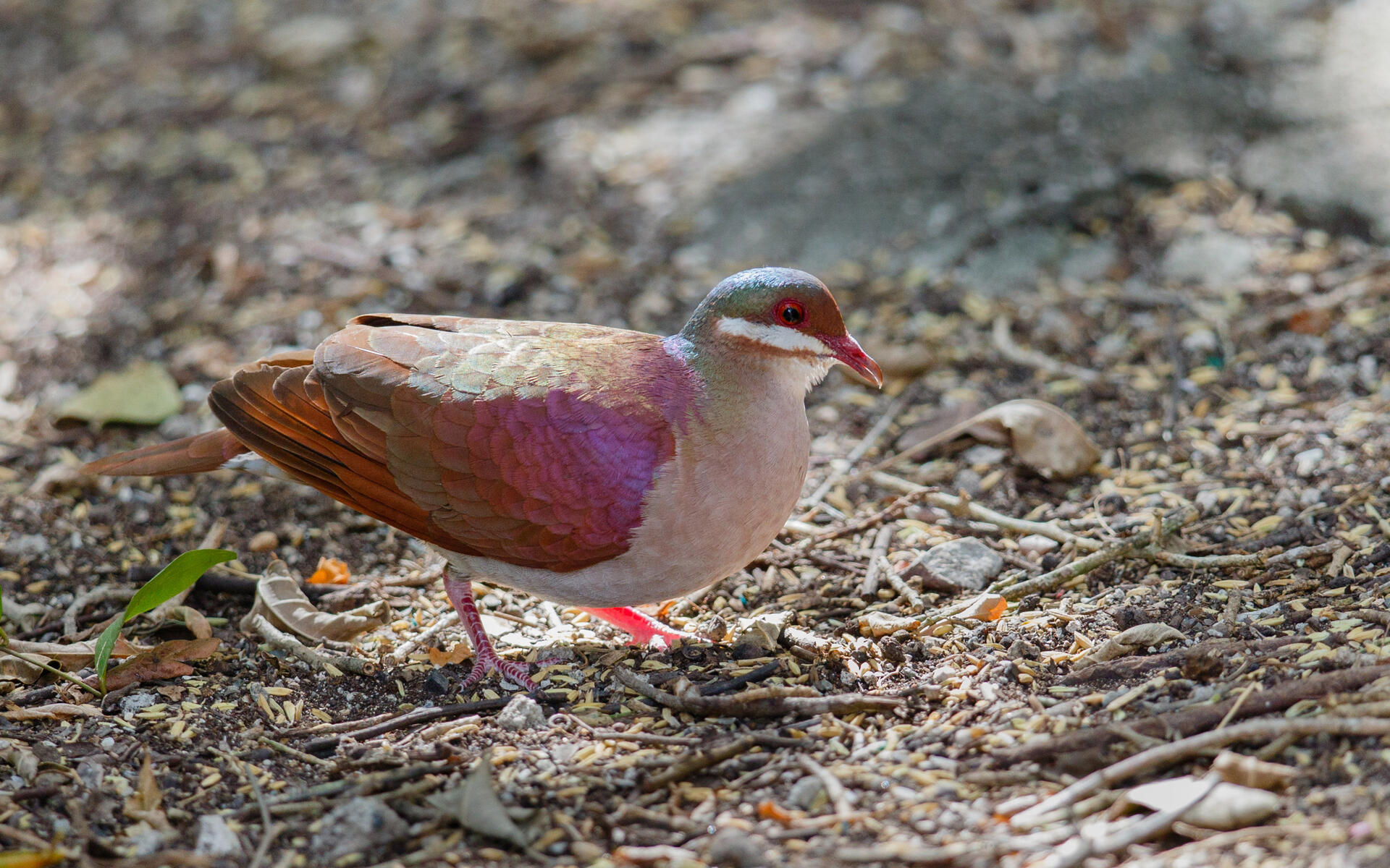 Key West Quail-Dove | Audubon Field Guide