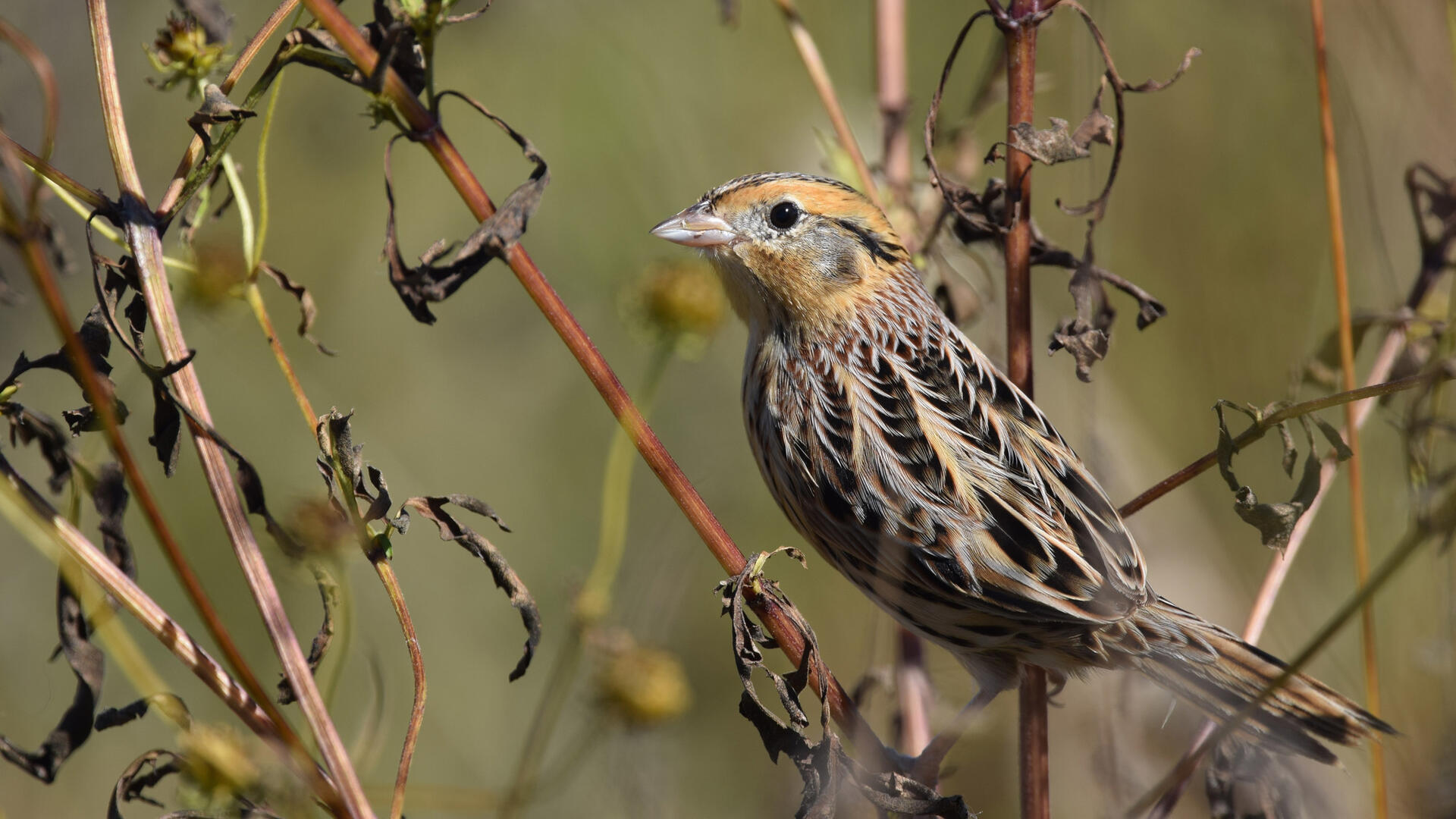 LeConte's Sparrow | Audubon Field Guide