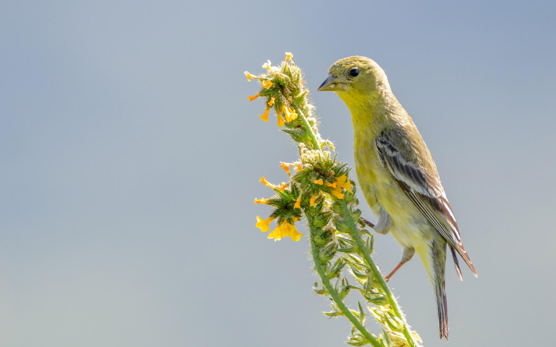 Lesser Goldfinch | Audubon Field Guide