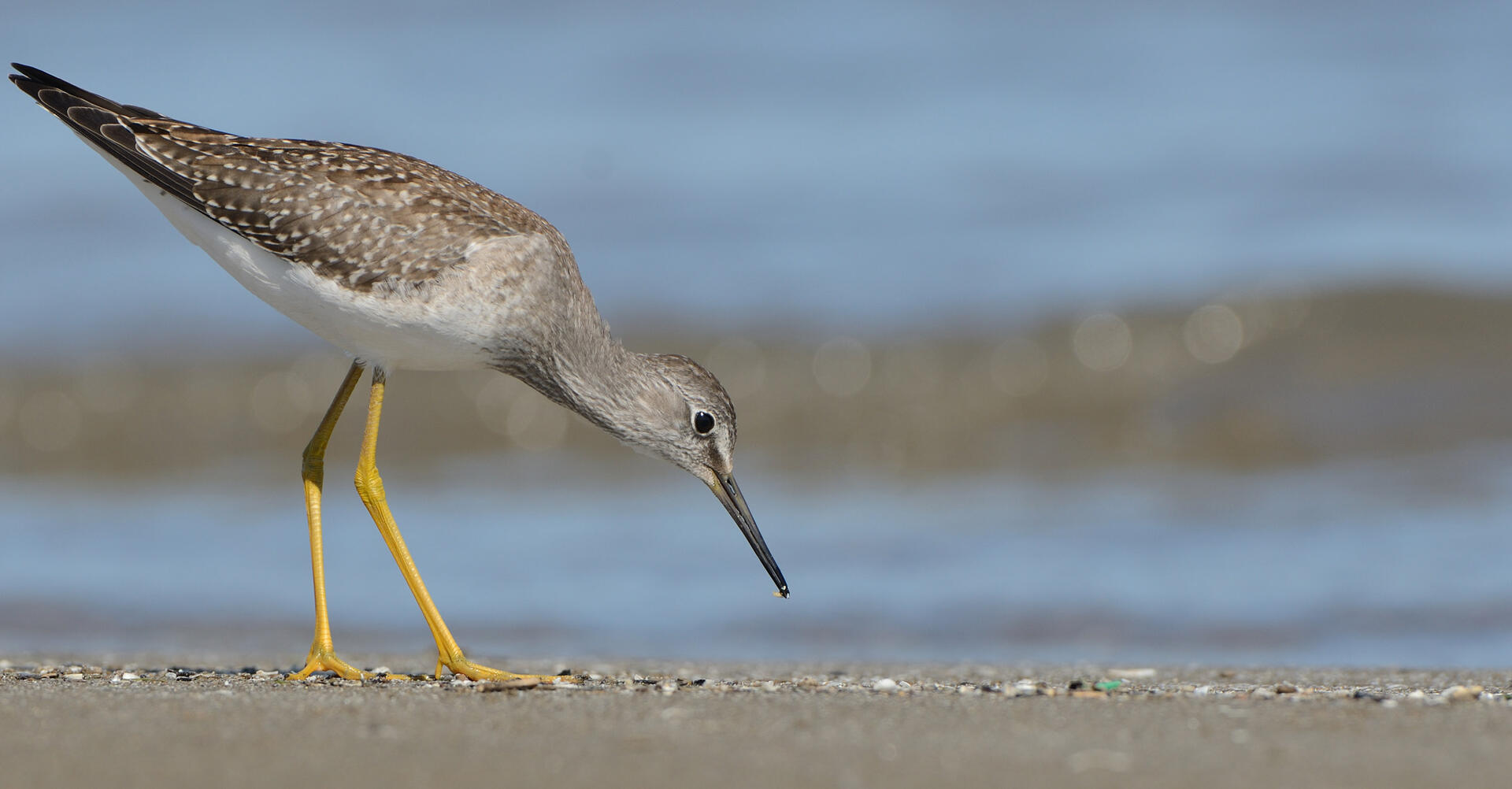 Lesser Yellowlegs | Audubon Field Guide