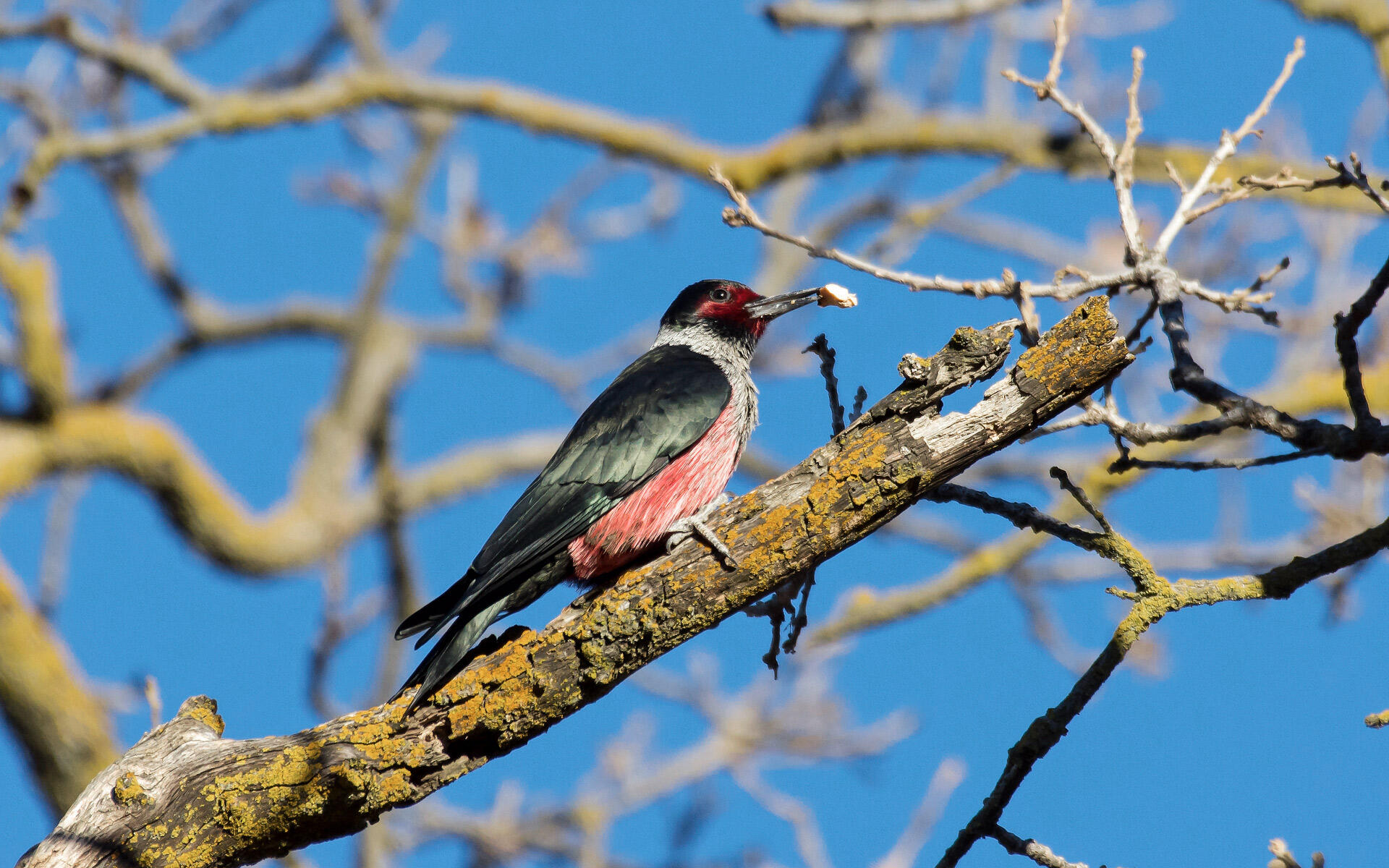Lewis's Woodpecker | Audubon Field Guide