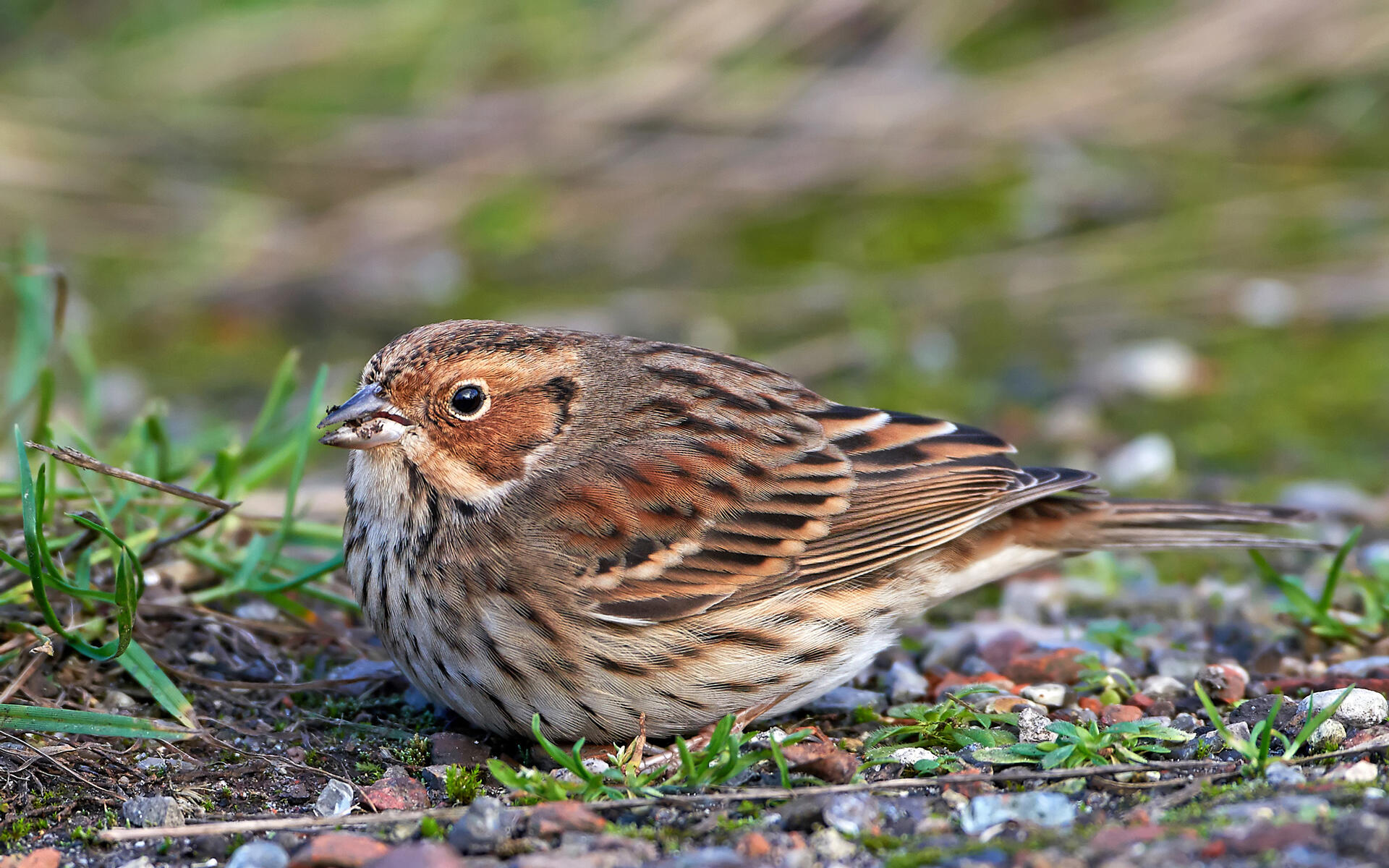 Little Bunting | Audubon Field Guide