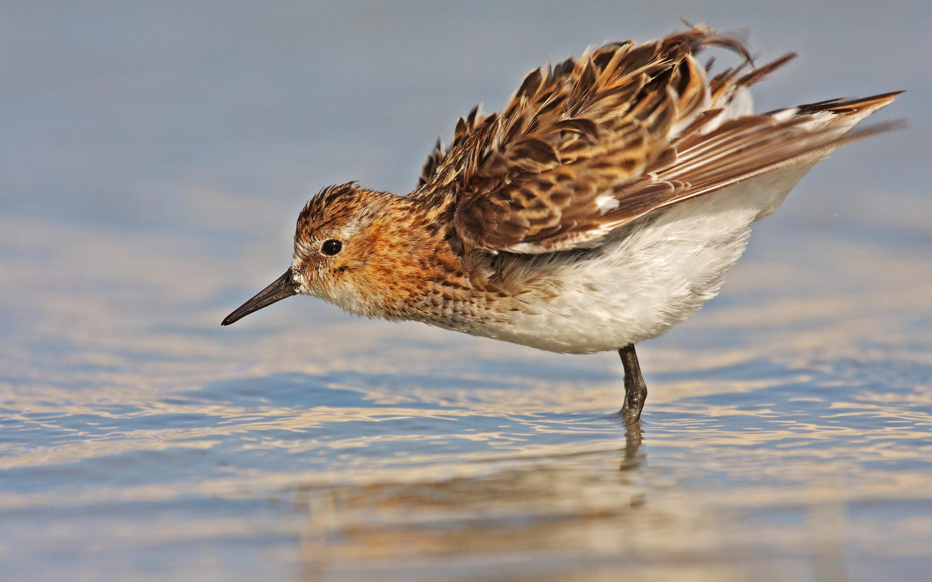 Little Stint Audubon Field Guide little-stint-audubon-field-guide