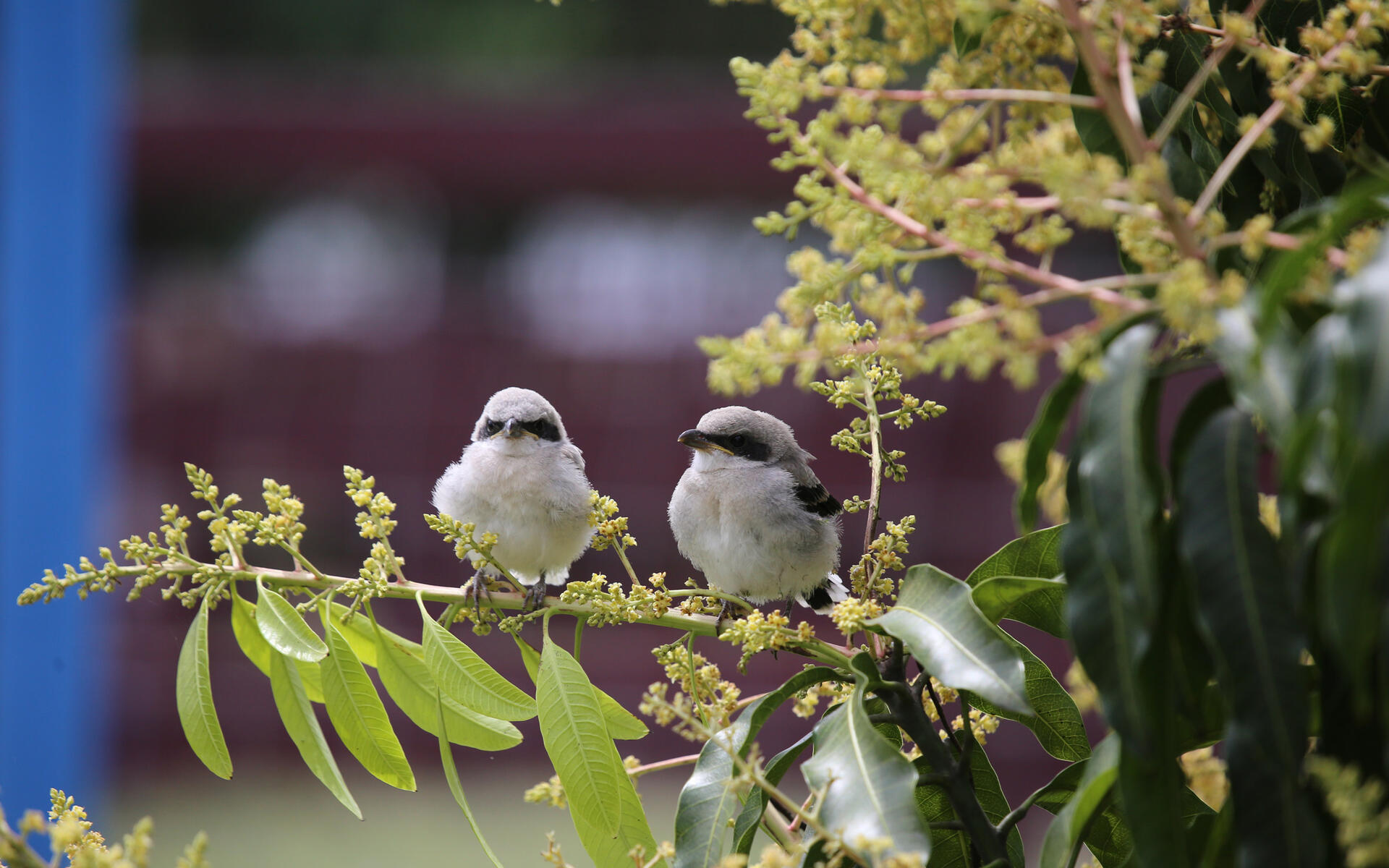 Loggerhead Shrike | Audubon Field Guide
