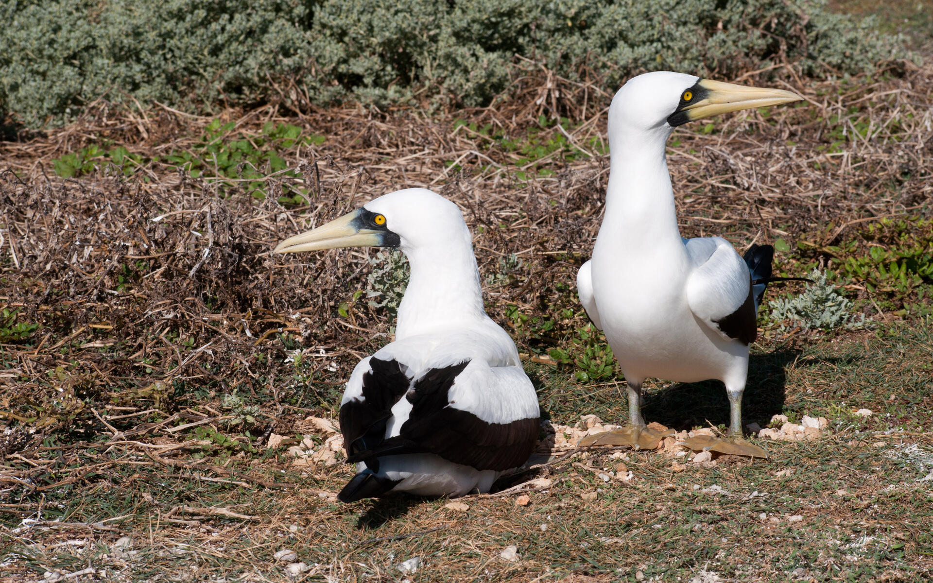 Masked Booby | Audubon Field Guide