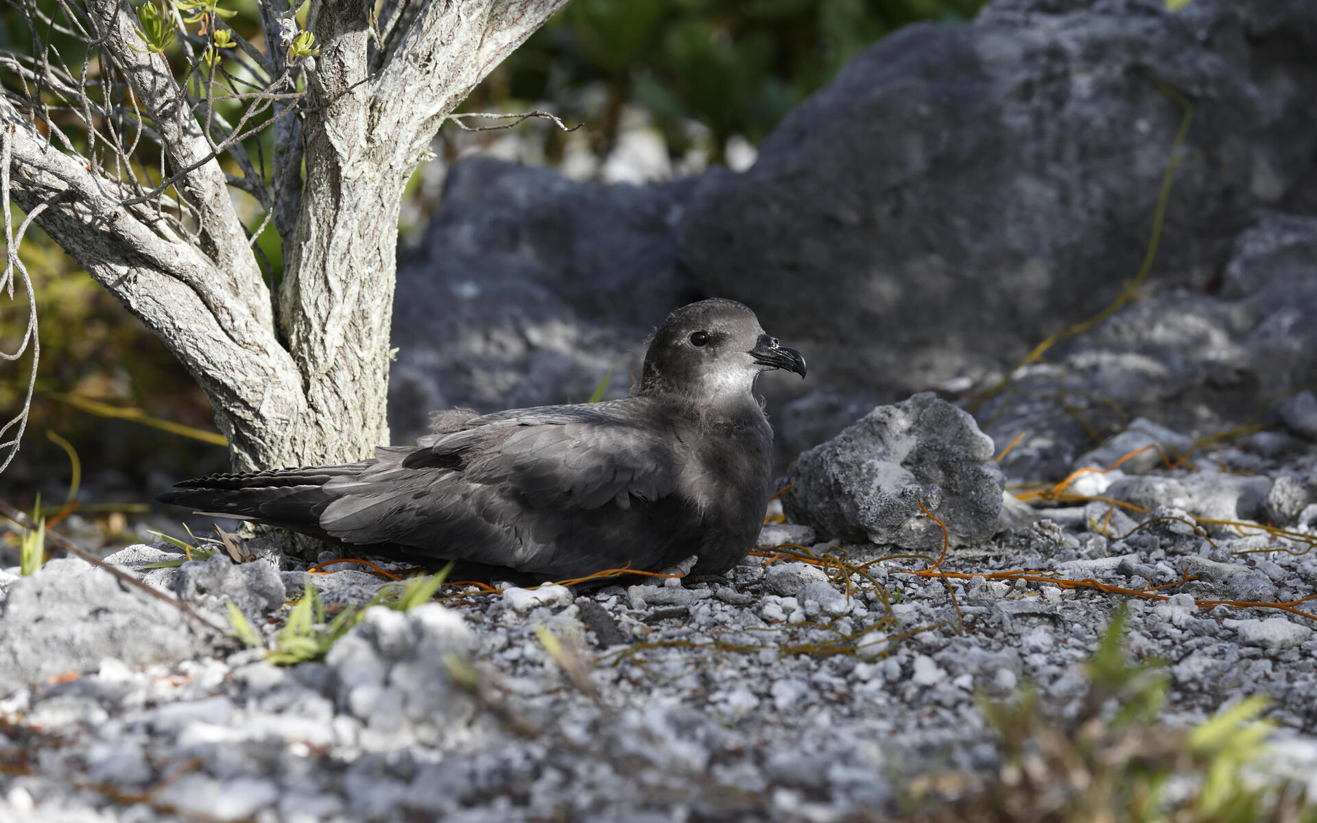Murphy's Petrel | Audubon Field Guide