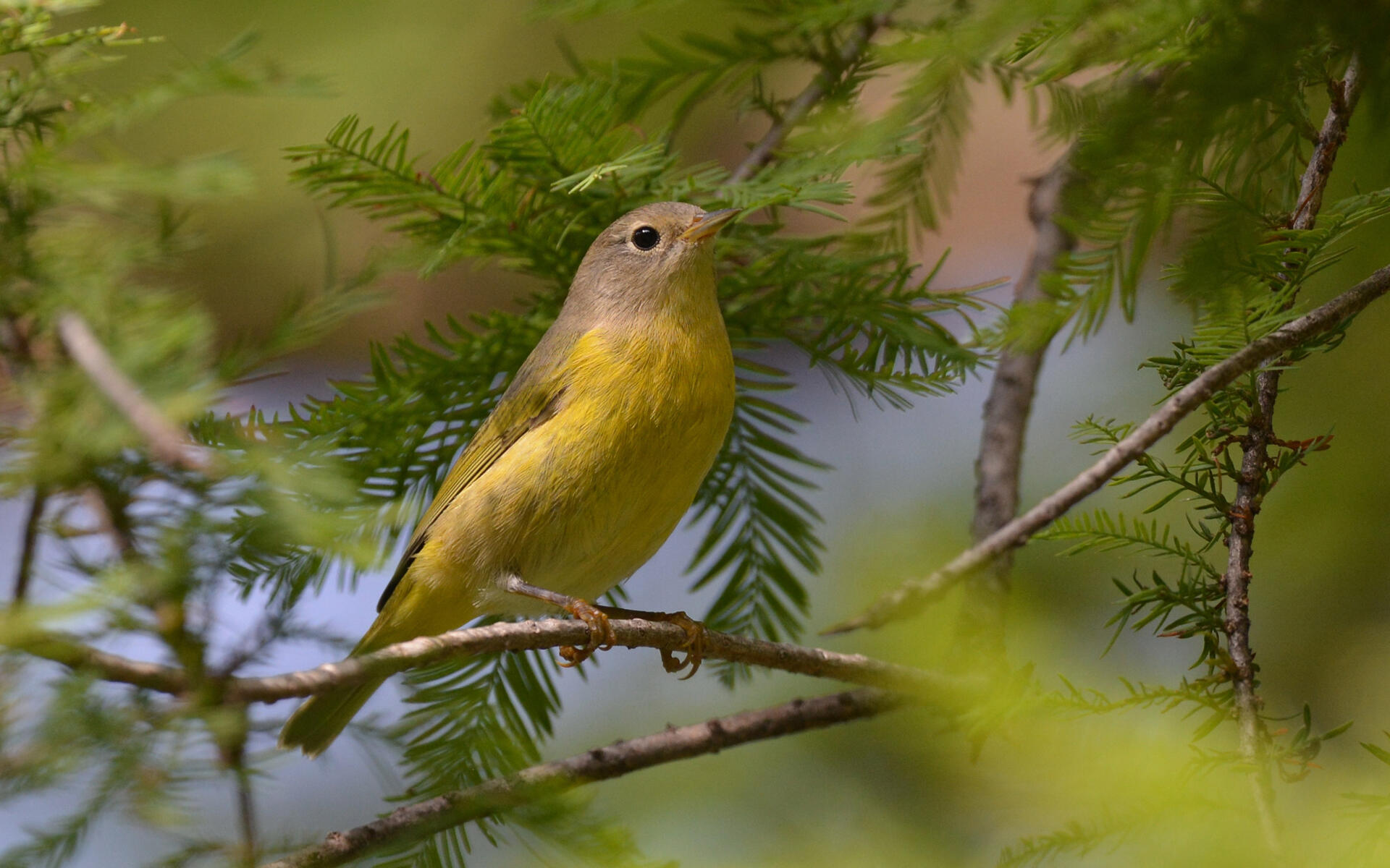Nashville Warbler | Audubon Field Guide