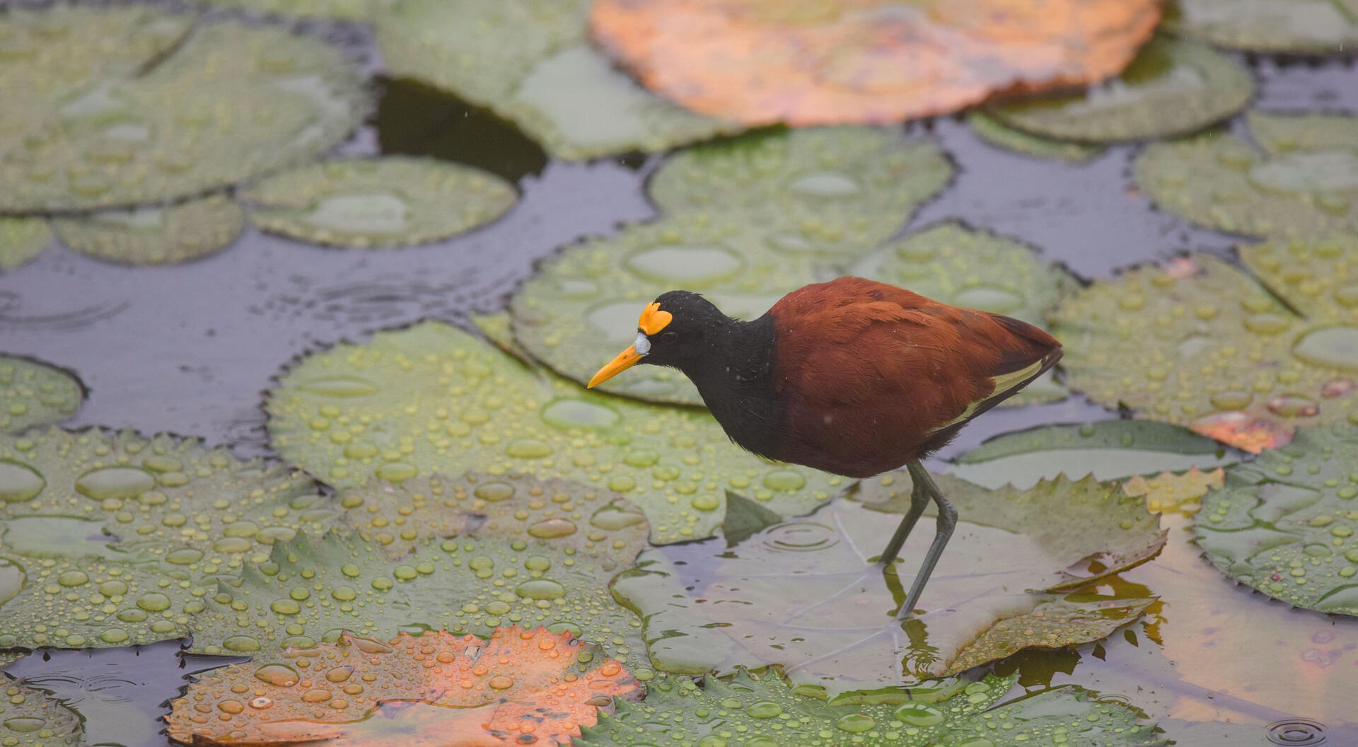 Northern Jacana | Audubon Field Guide