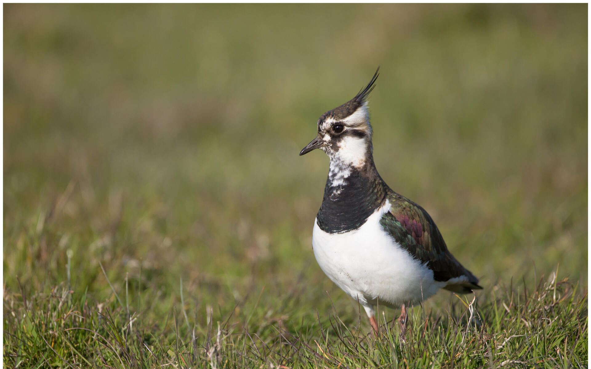 Northern Lapwing | Audubon Field Guide