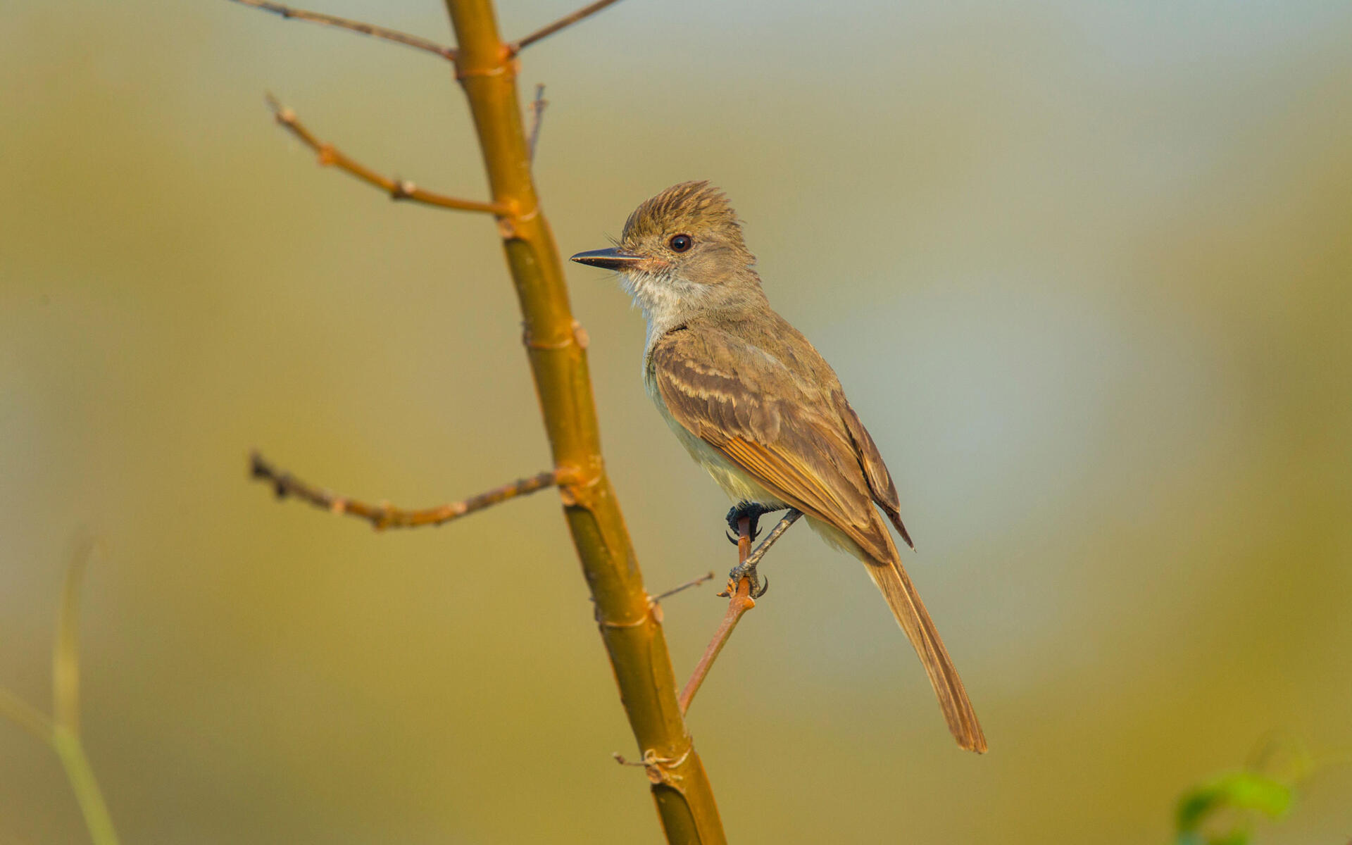 Nutting's Flycatcher | Audubon Field Guide