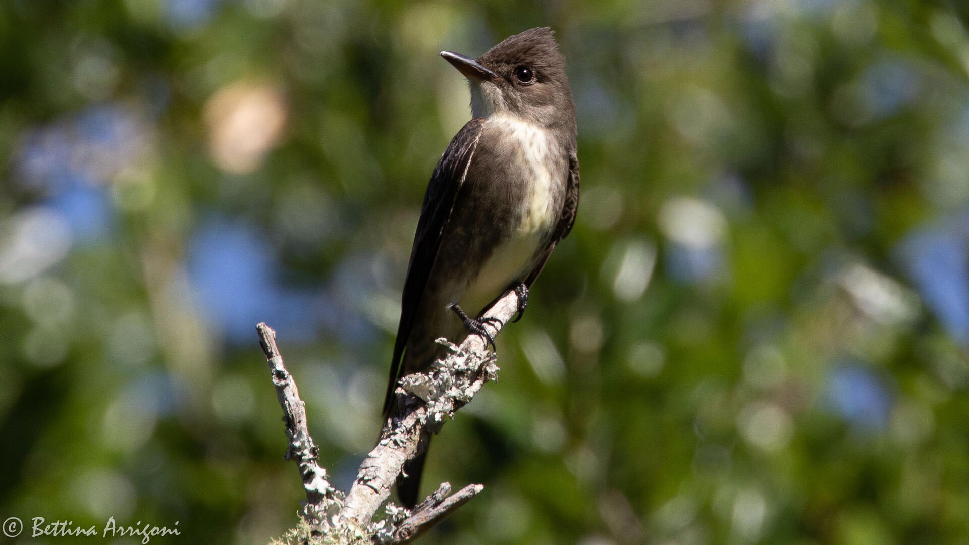 Olive-sided Flycatcher | Audubon Field Guide