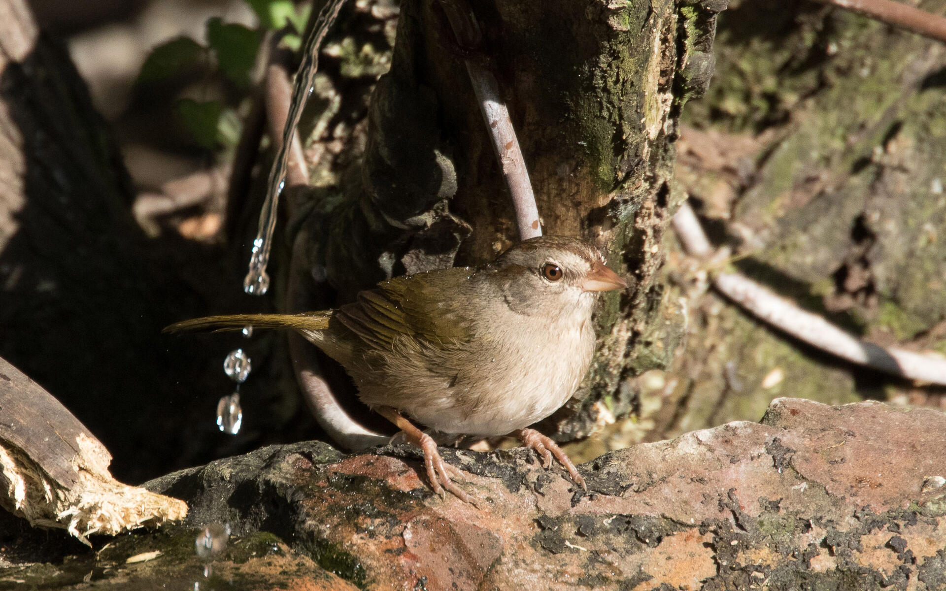 Olive Sparrow | Audubon Field Guide