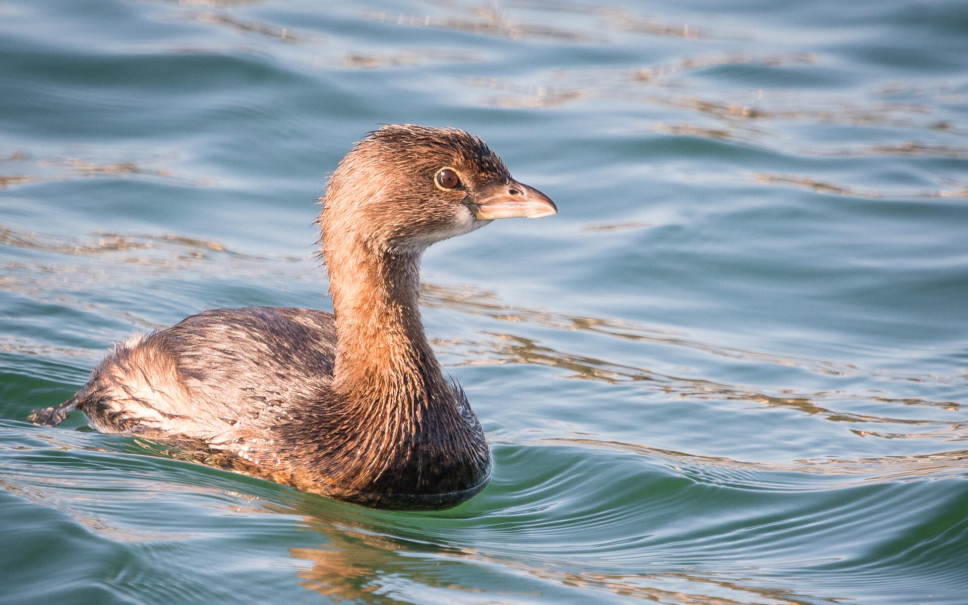 Pied-billed Grebe | Audubon Field Guide