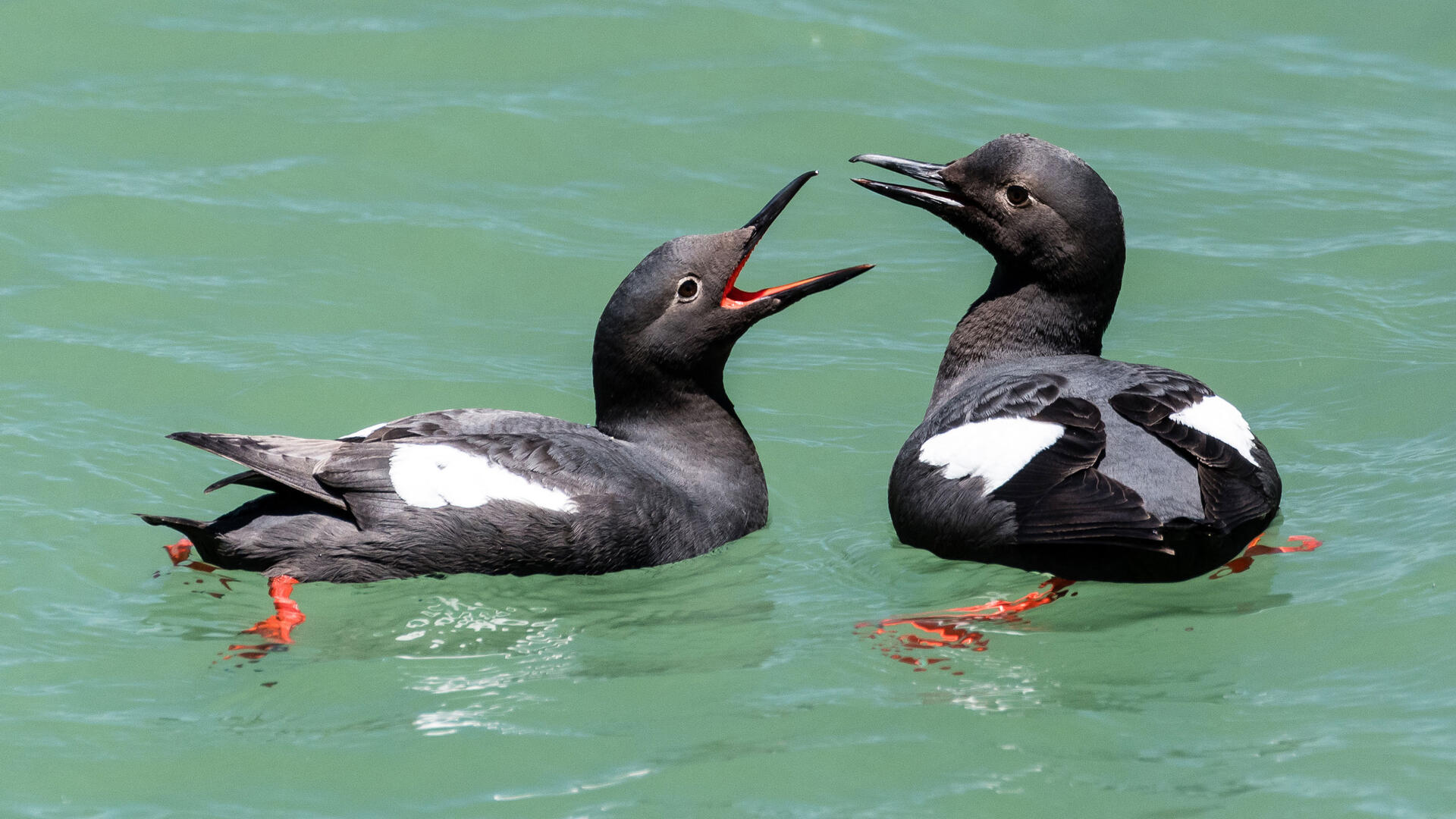 Pigeon Guillemot | Audubon Field Guide