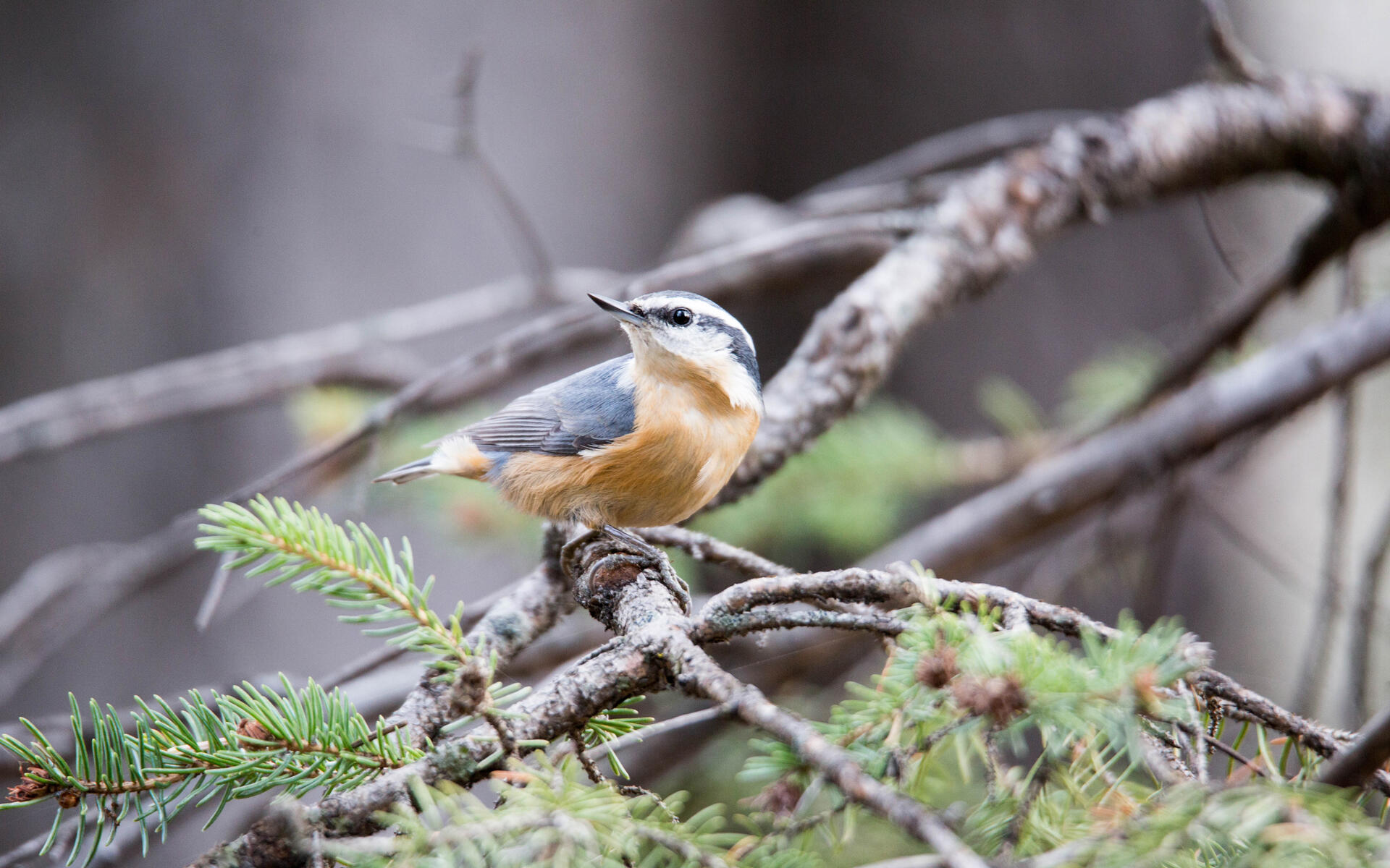 Red-breasted Nuthatch | Audubon Field Guide