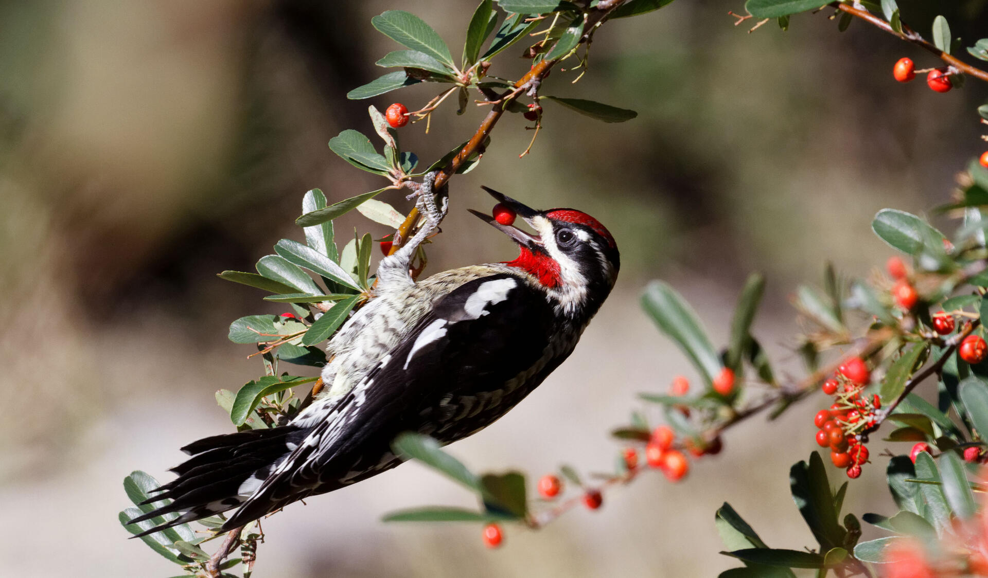 Red-naped Sapsucker | Audubon Field Guide