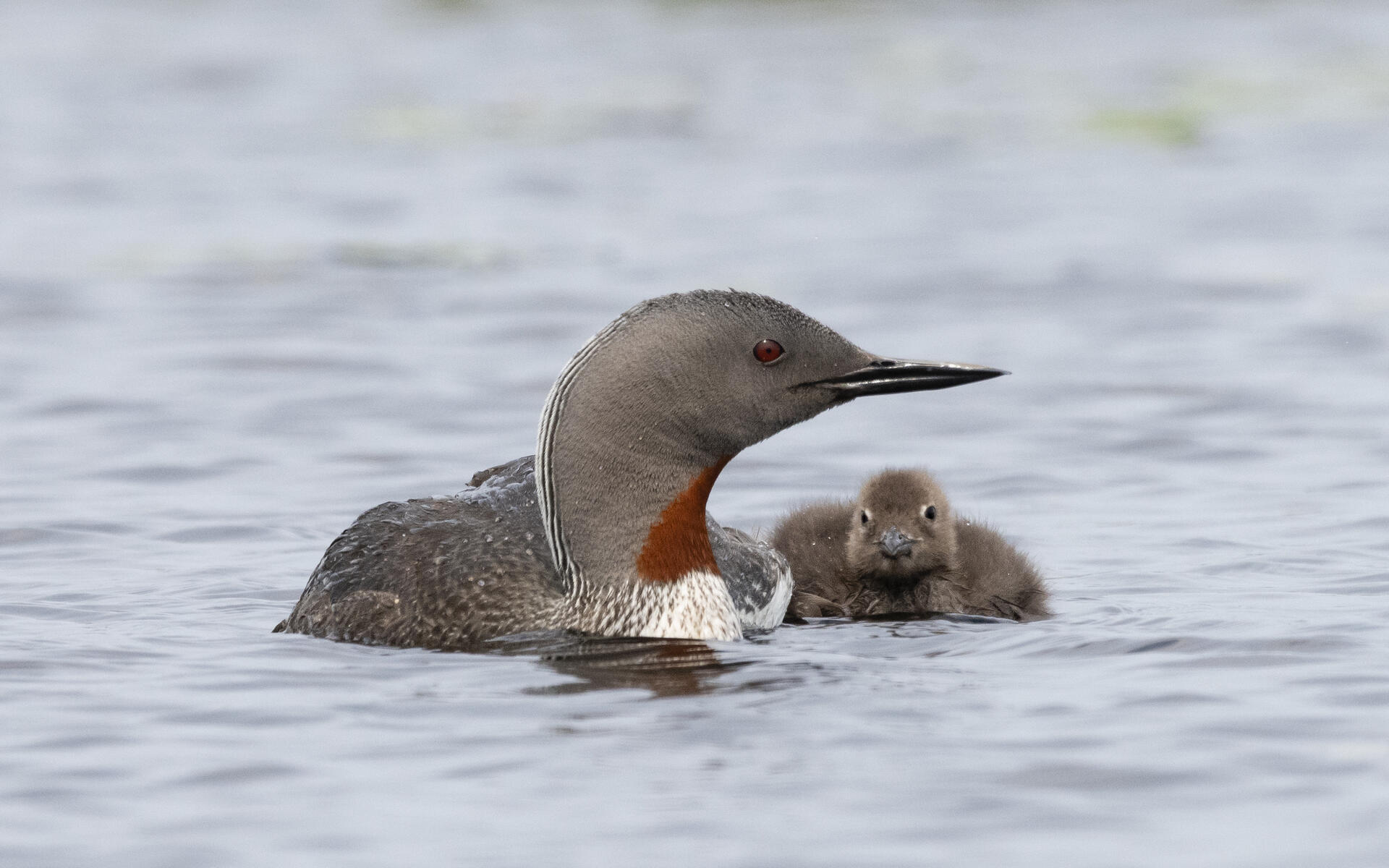 Red-throated Loon | Audubon Field Guide