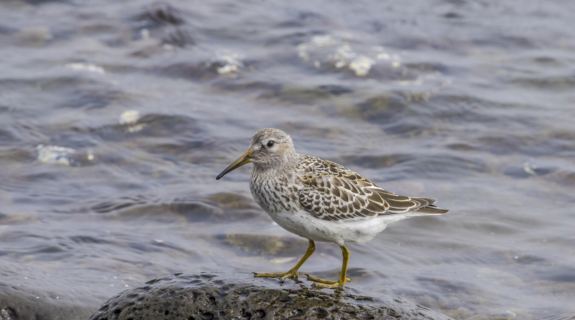 Rock Sandpiper | Audubon Field Guide