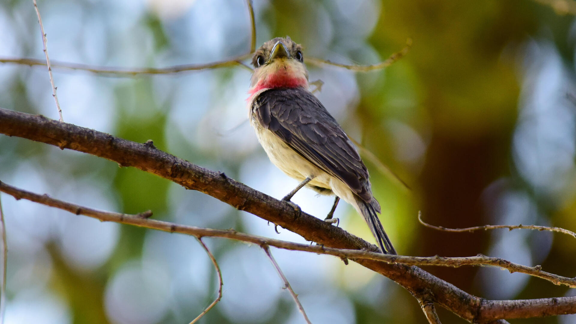 Rose-throated Becard | Audubon Field Guide
