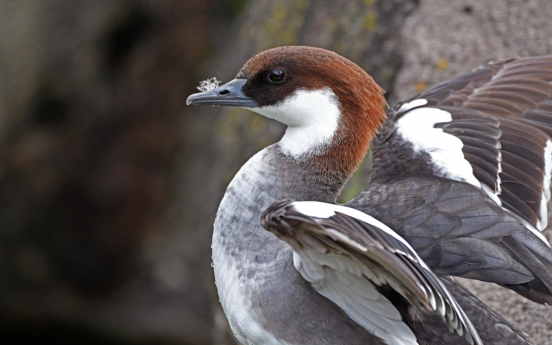 Smew | Audubon Field Guide
