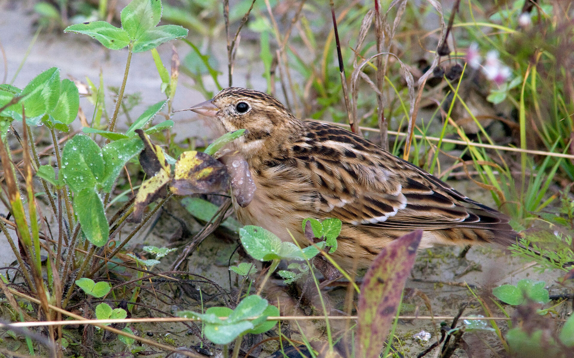 Smith's Longspur | Audubon Field Guide
