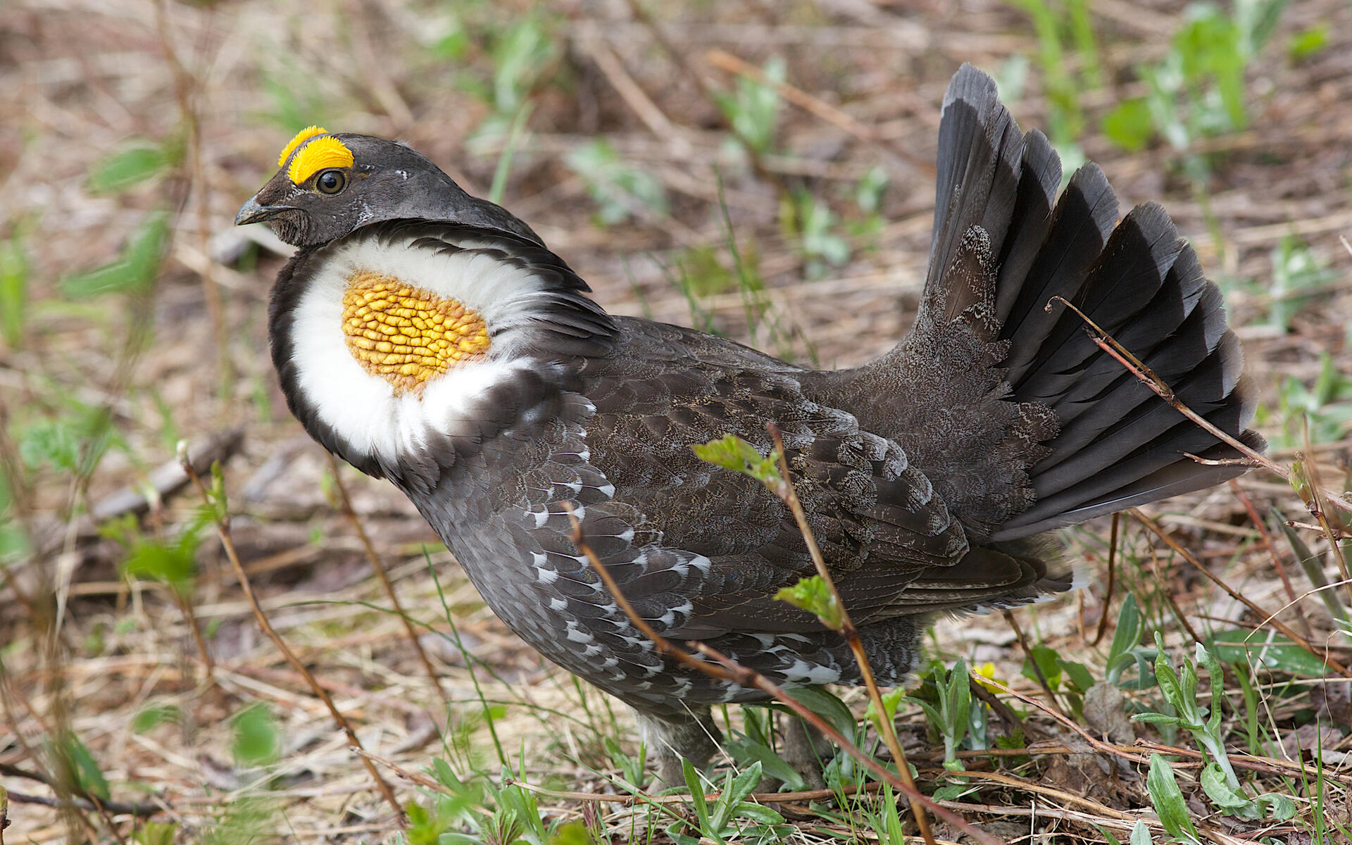 Sooty Grouse | Audubon Field Guide