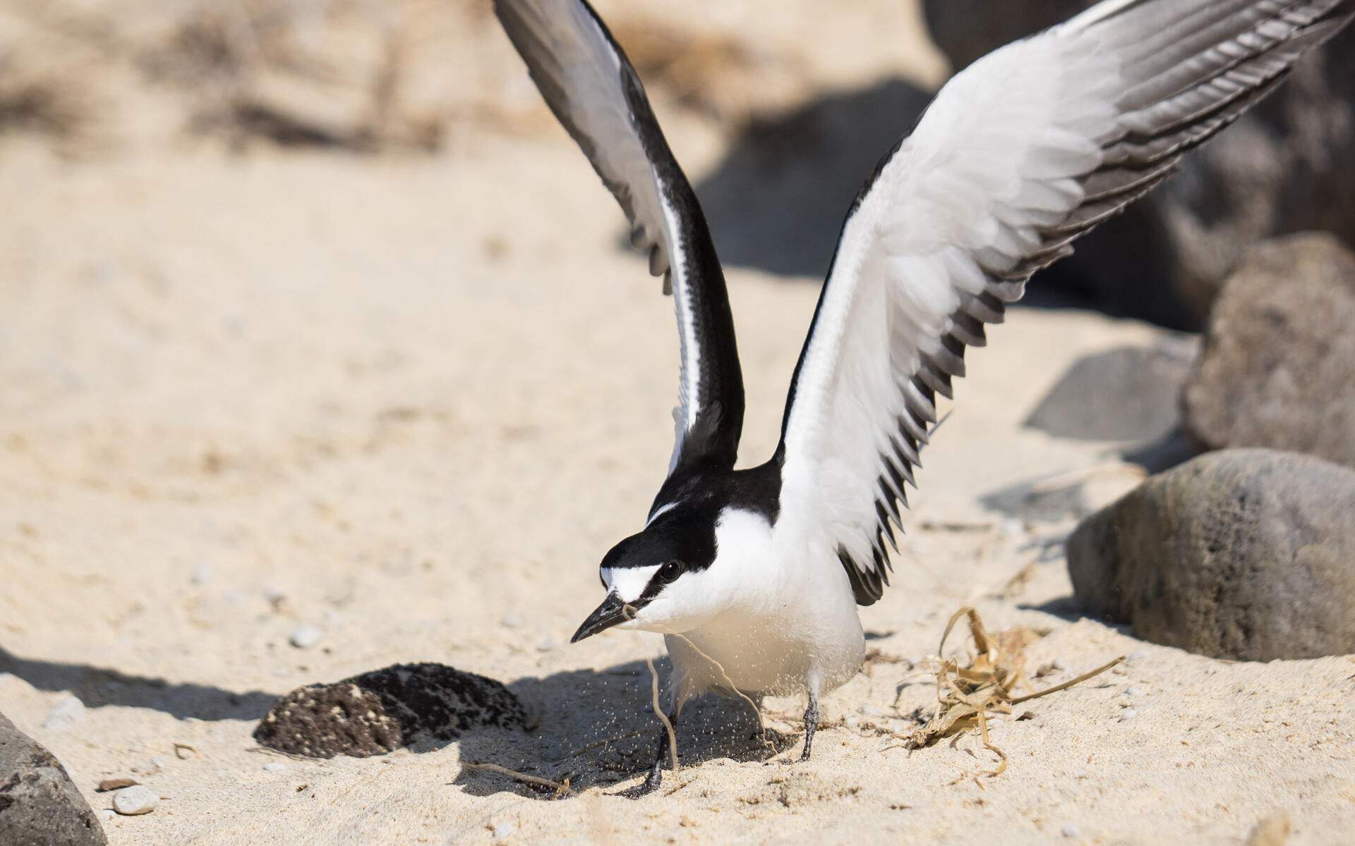 Sooty Tern | Audubon Field Guide