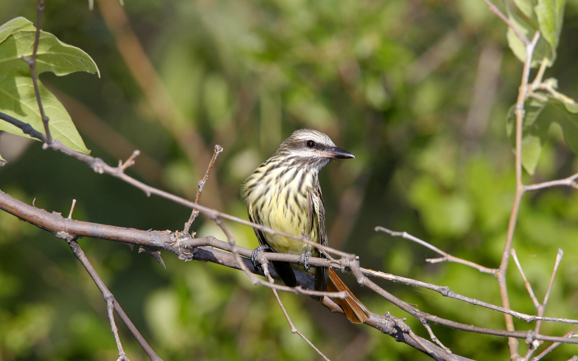 Sulphur-bellied Flycatcher | Audubon Field Guide