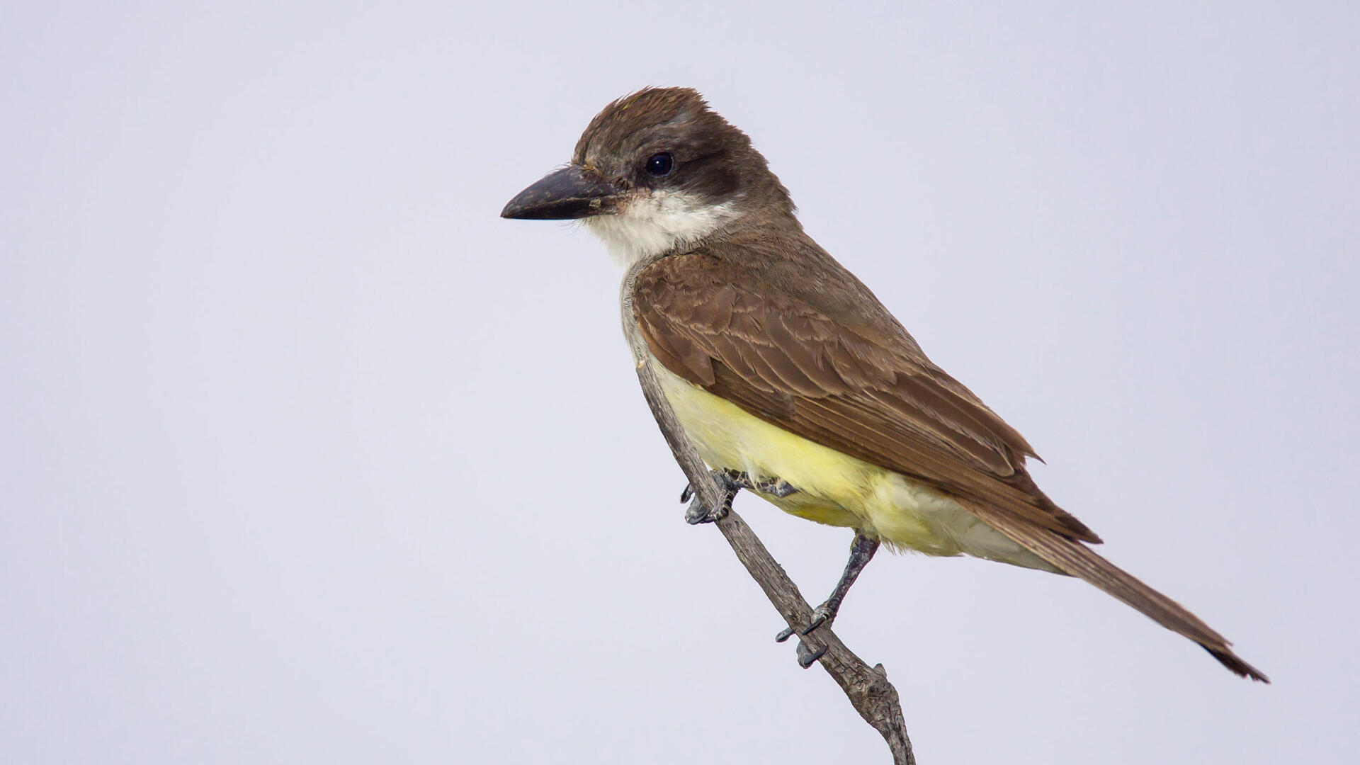 Thick-billed Kingbird | Audubon Field Guide