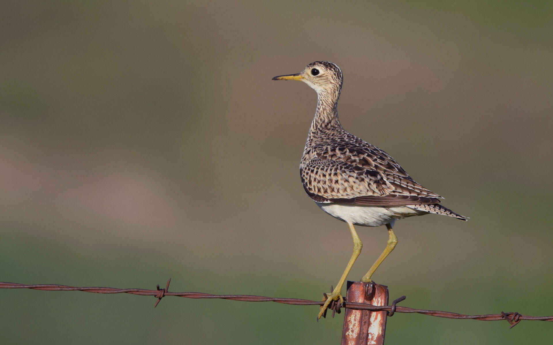 Upland Sandpiper | Audubon Field Guide