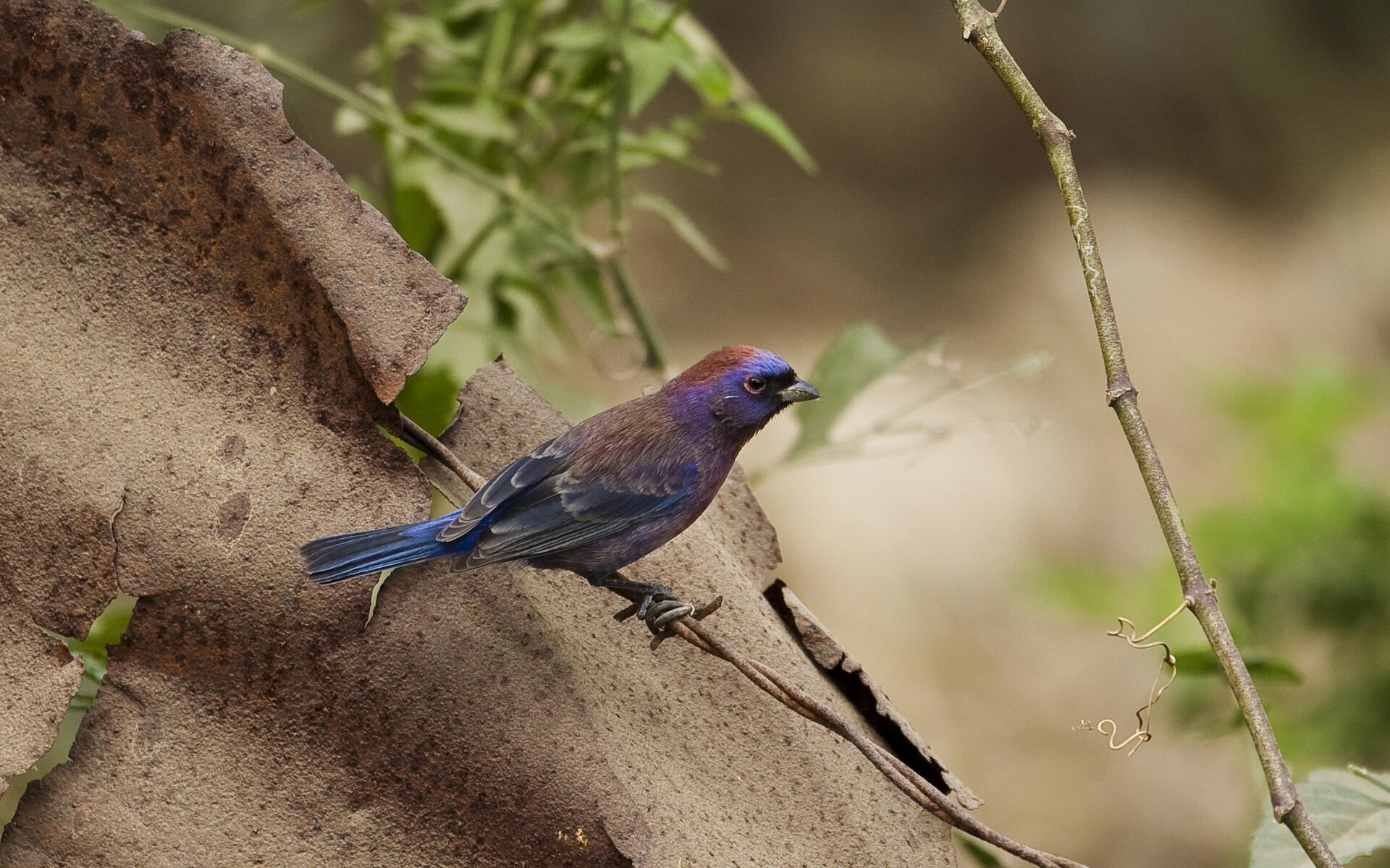 Varied Bunting | Audubon Field Guide