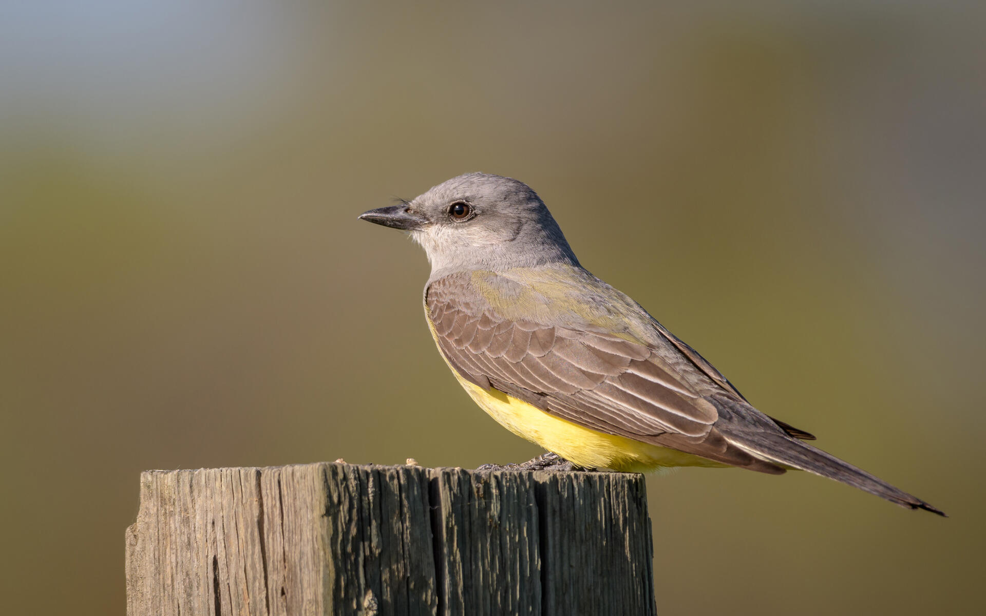 Western Kingbird | Audubon Field Guide