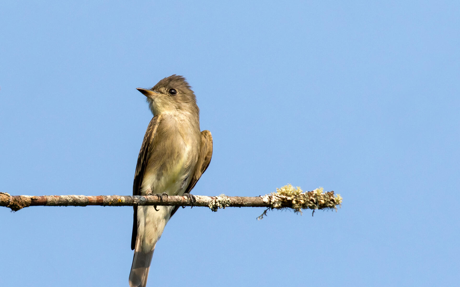 Western Wood-Pewee | Audubon Field Guide
