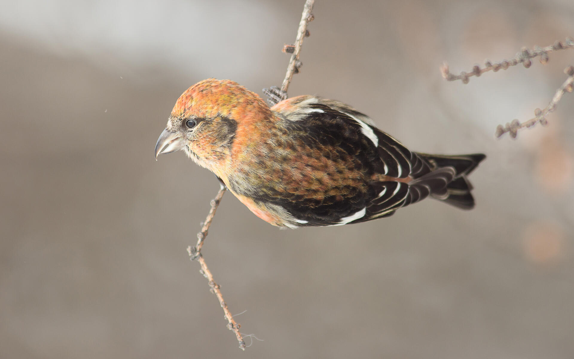 White-winged Crossbill | Audubon Field Guide