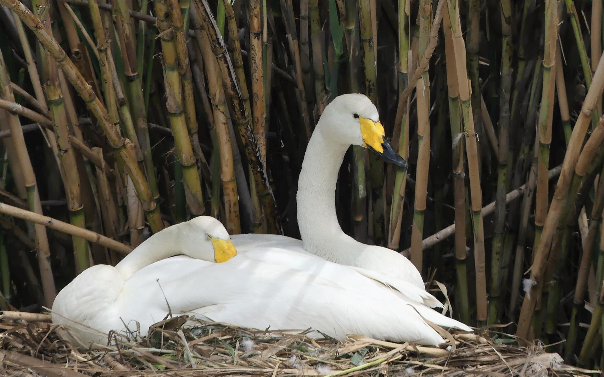 Whooper Swan | Audubon Field Guide
