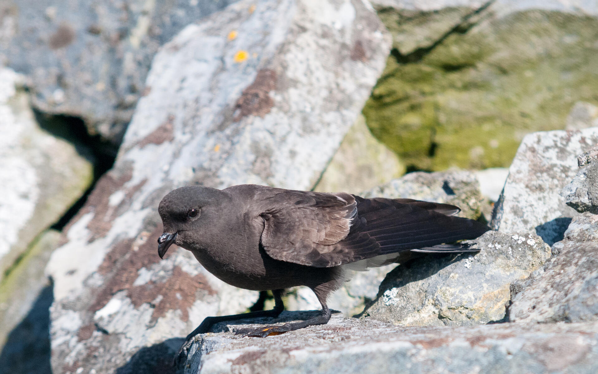 Wilson's Storm-Petrel | Audubon Field Guide