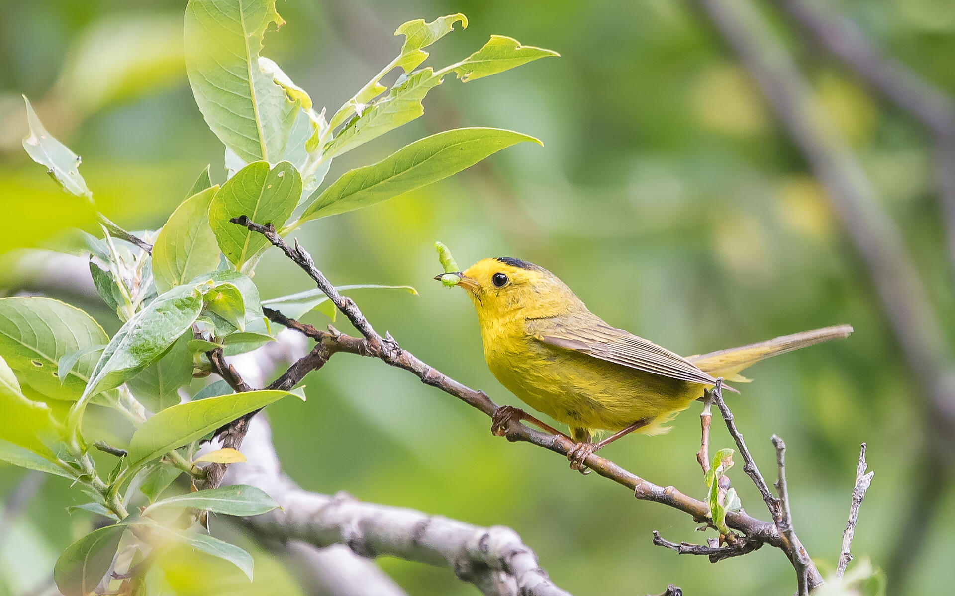 Wilson's Warbler | Audubon Field Guide