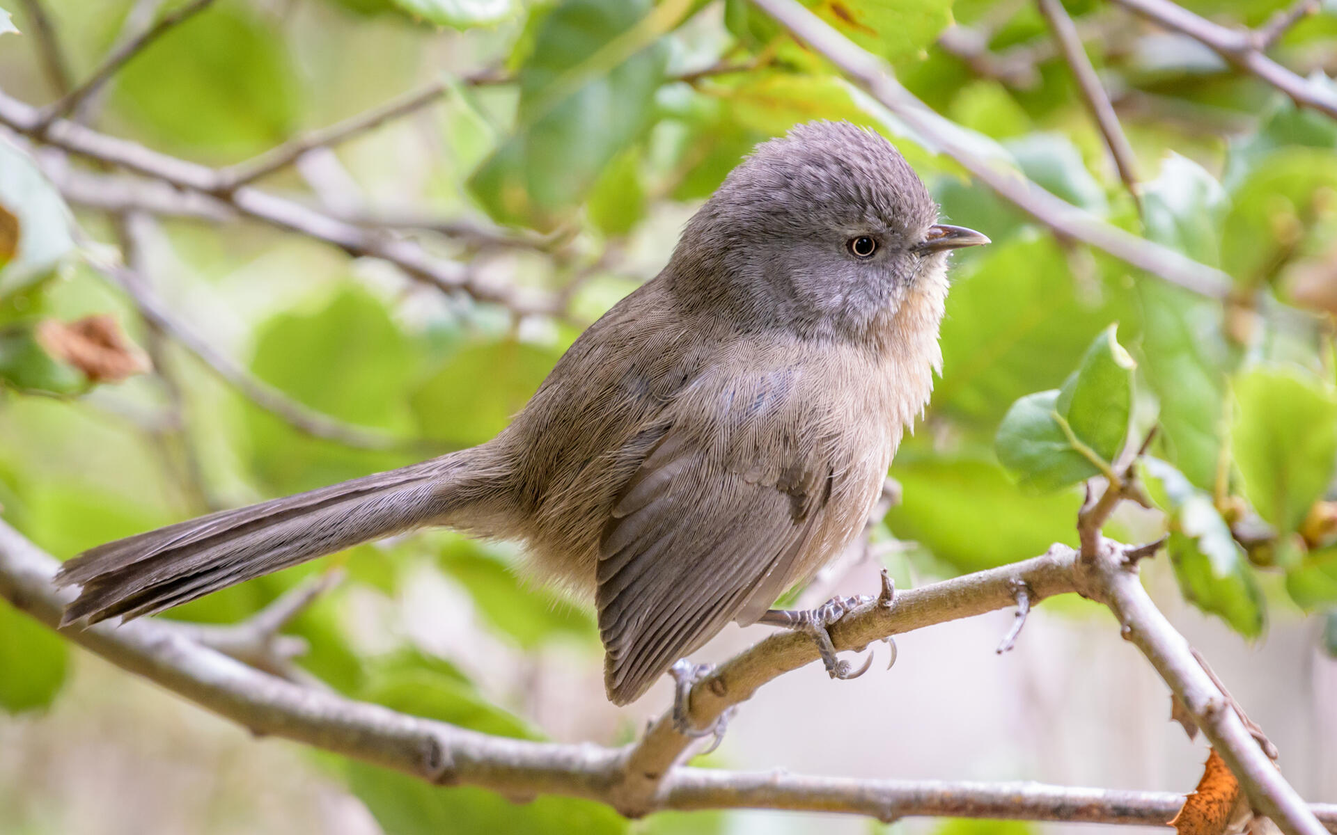 Wrentit | Audubon Field Guide