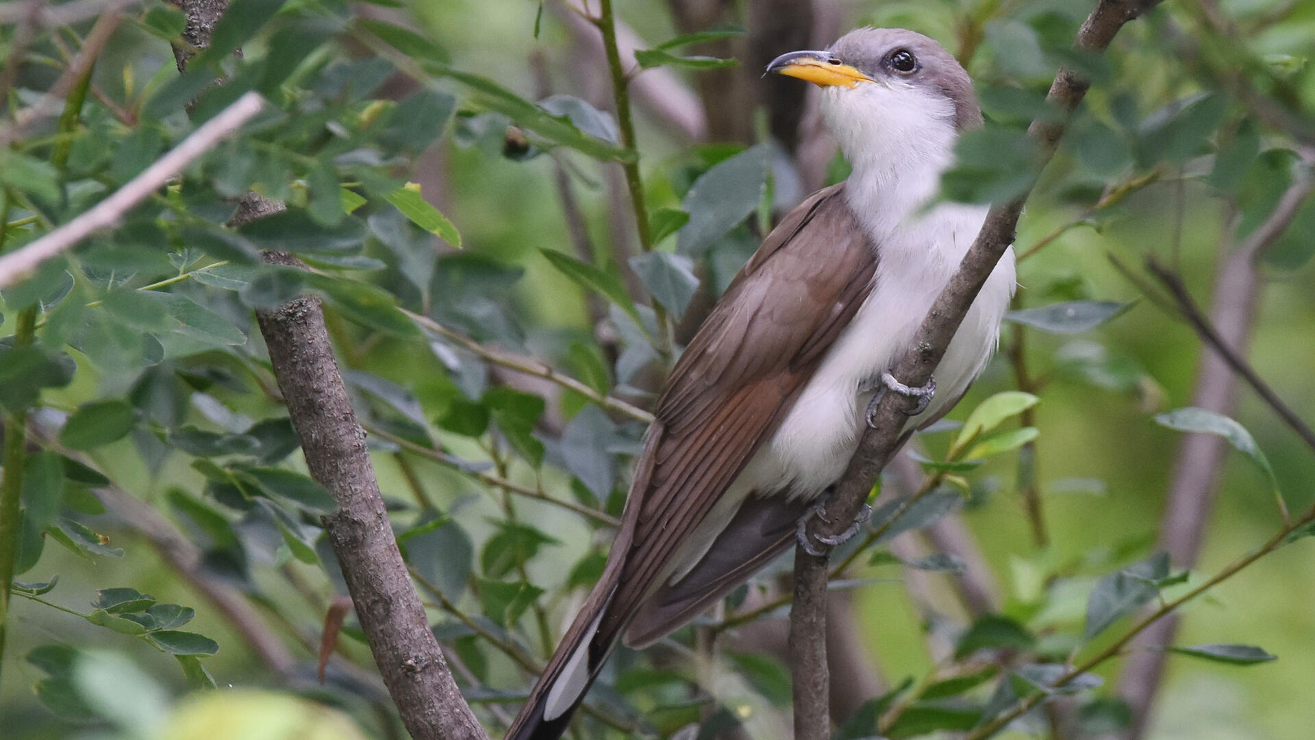 Yellow-billed Cuckoo | Audubon Field Guide