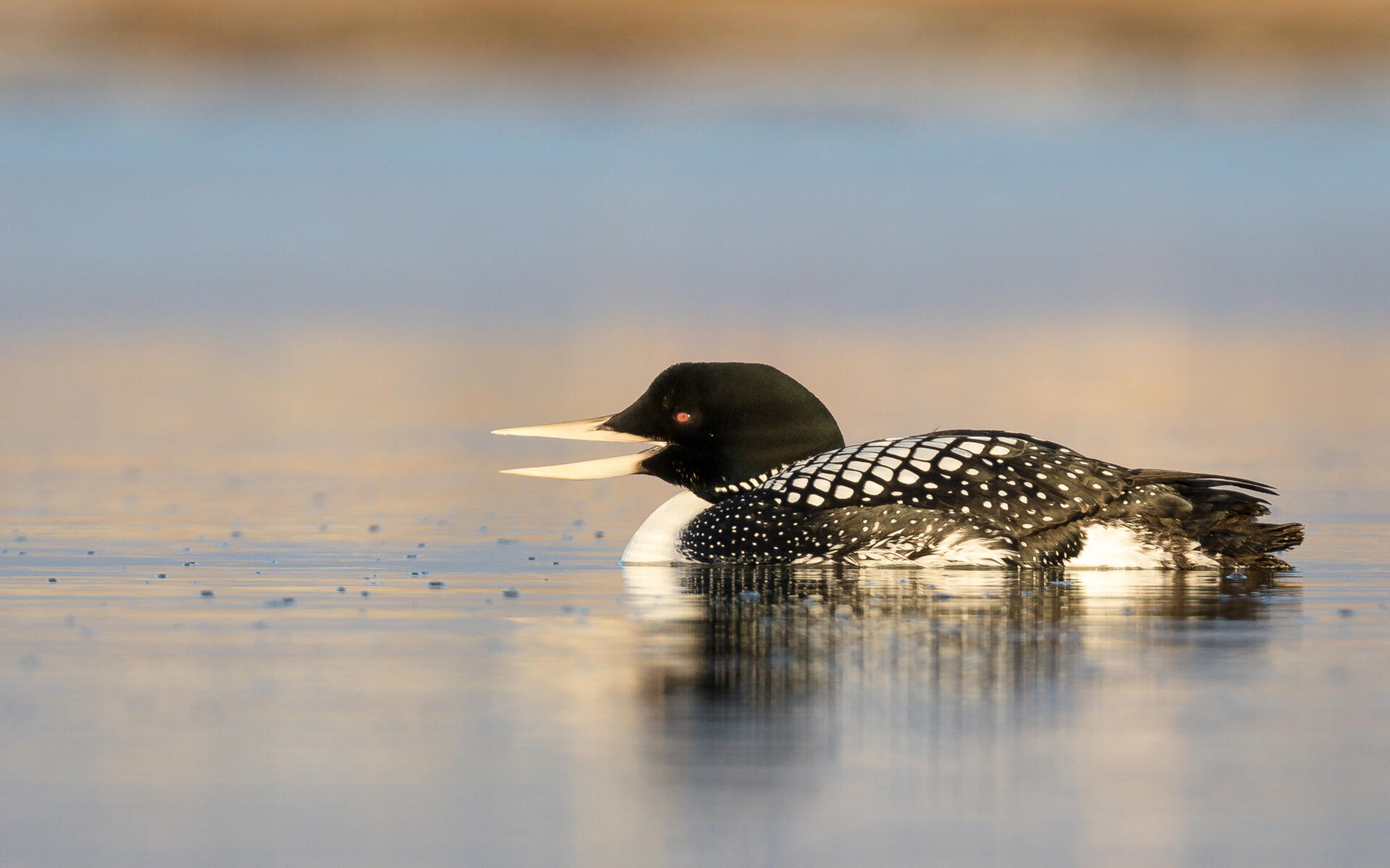 Yellow-billed Loon | Audubon Field Guide
