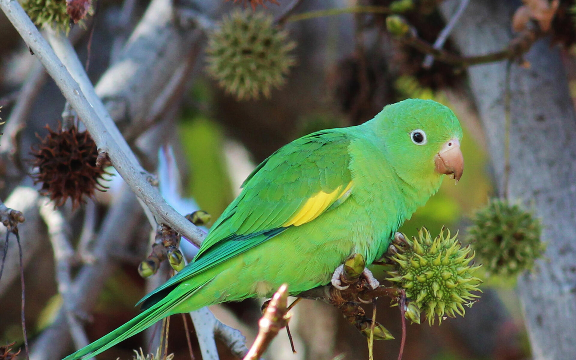 Yellow-chevroned Parakeet | Audubon Field Guide
