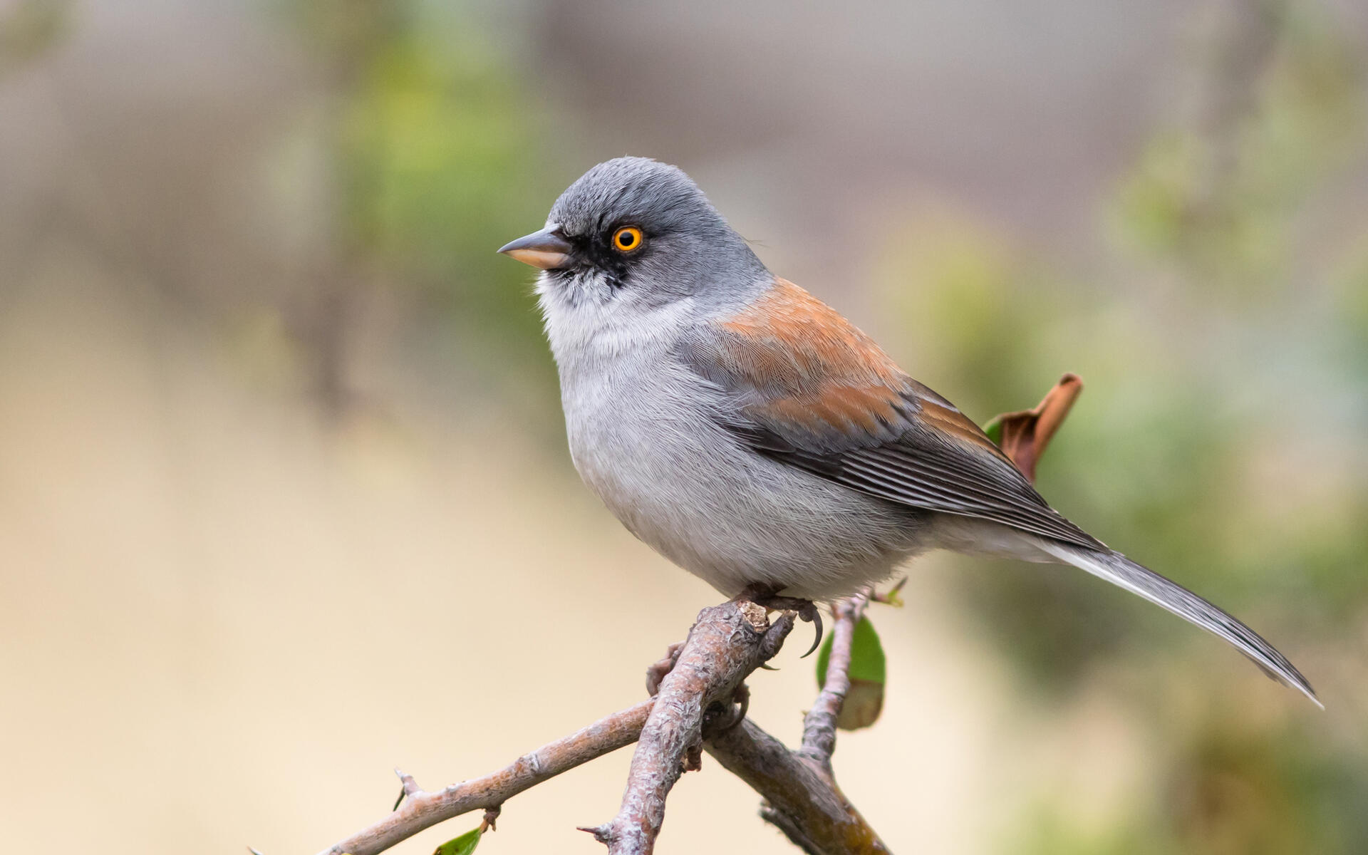 Yellow-eyed Junco | Audubon Field Guide