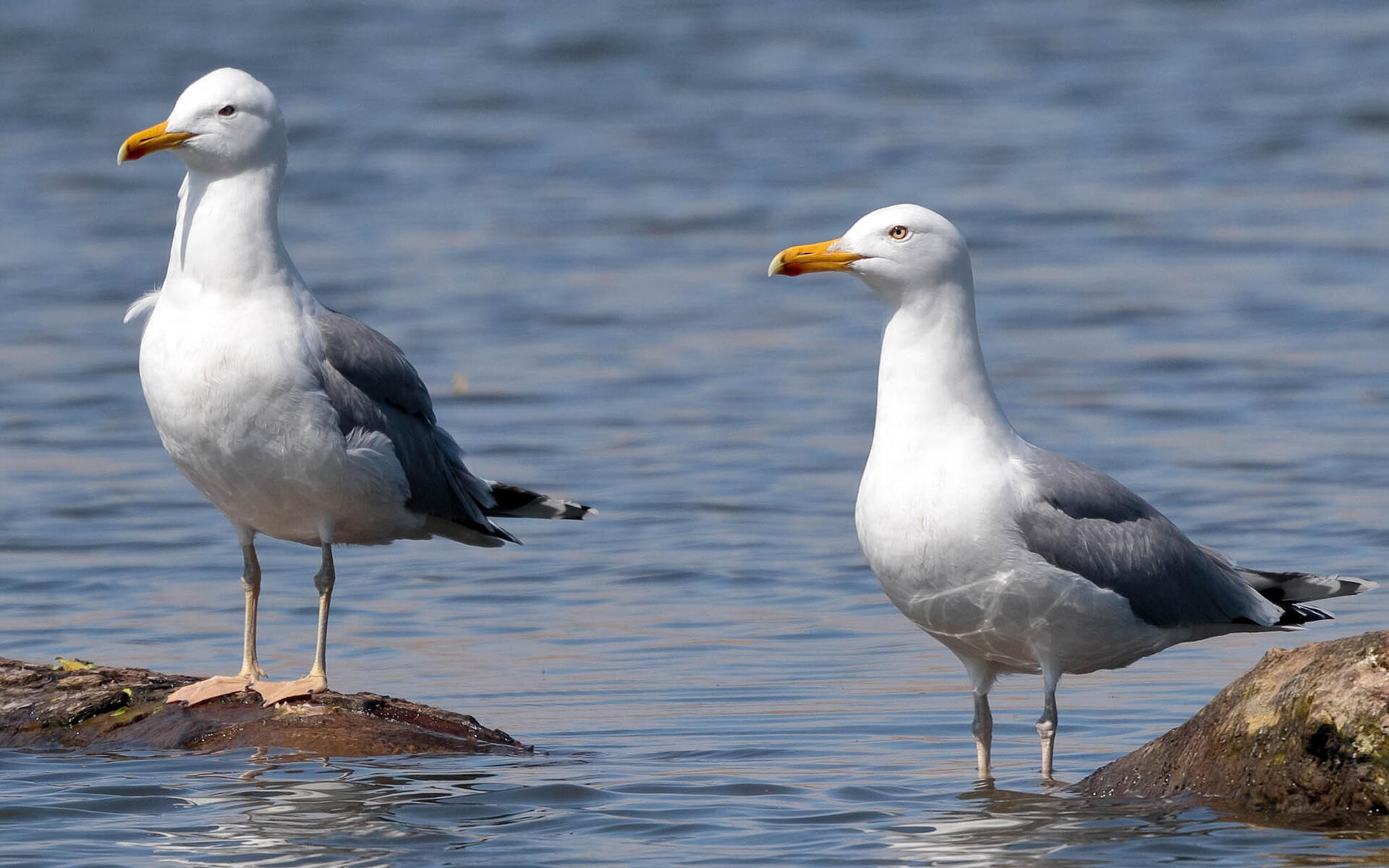 Yellow-legged Gull | Audubon Field Guide