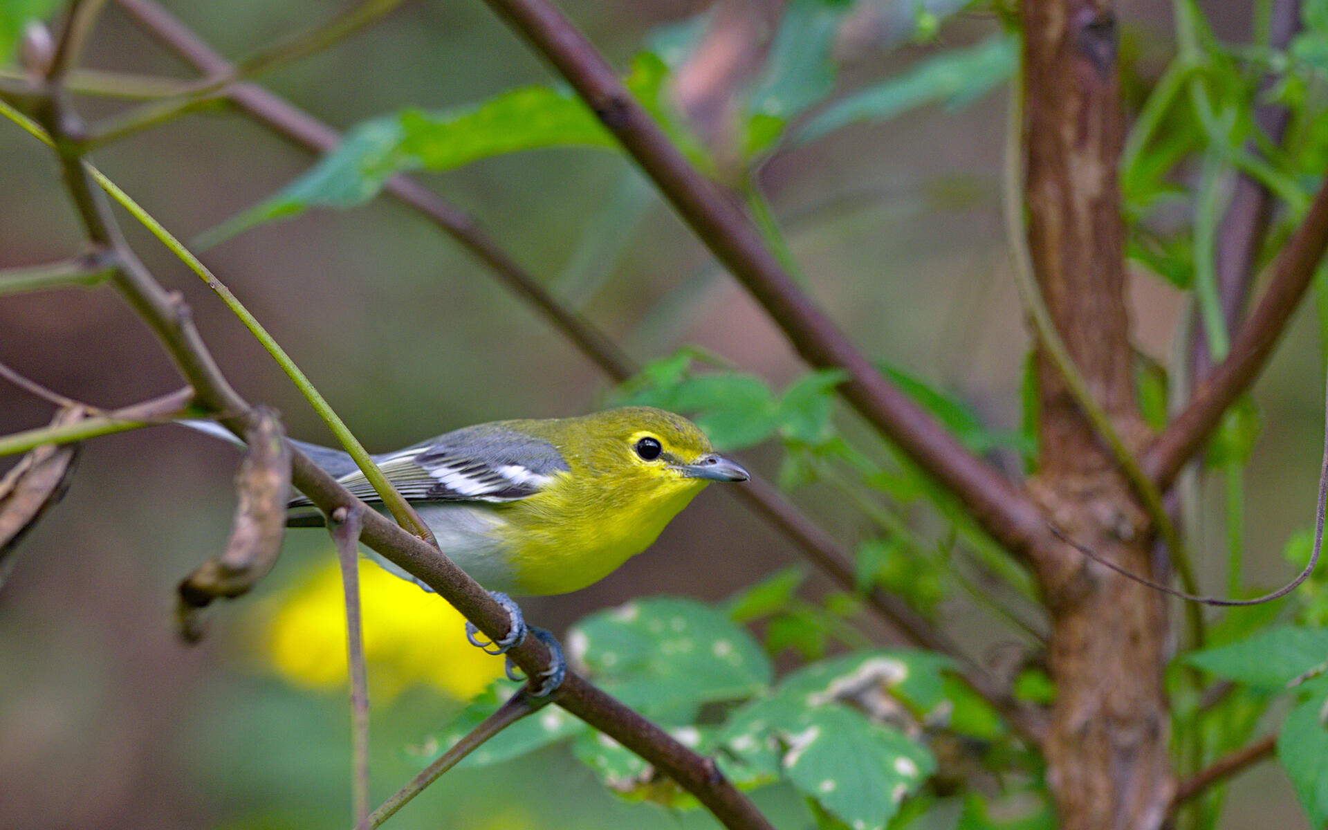 Yellow-throated Vireo | Audubon Field Guide