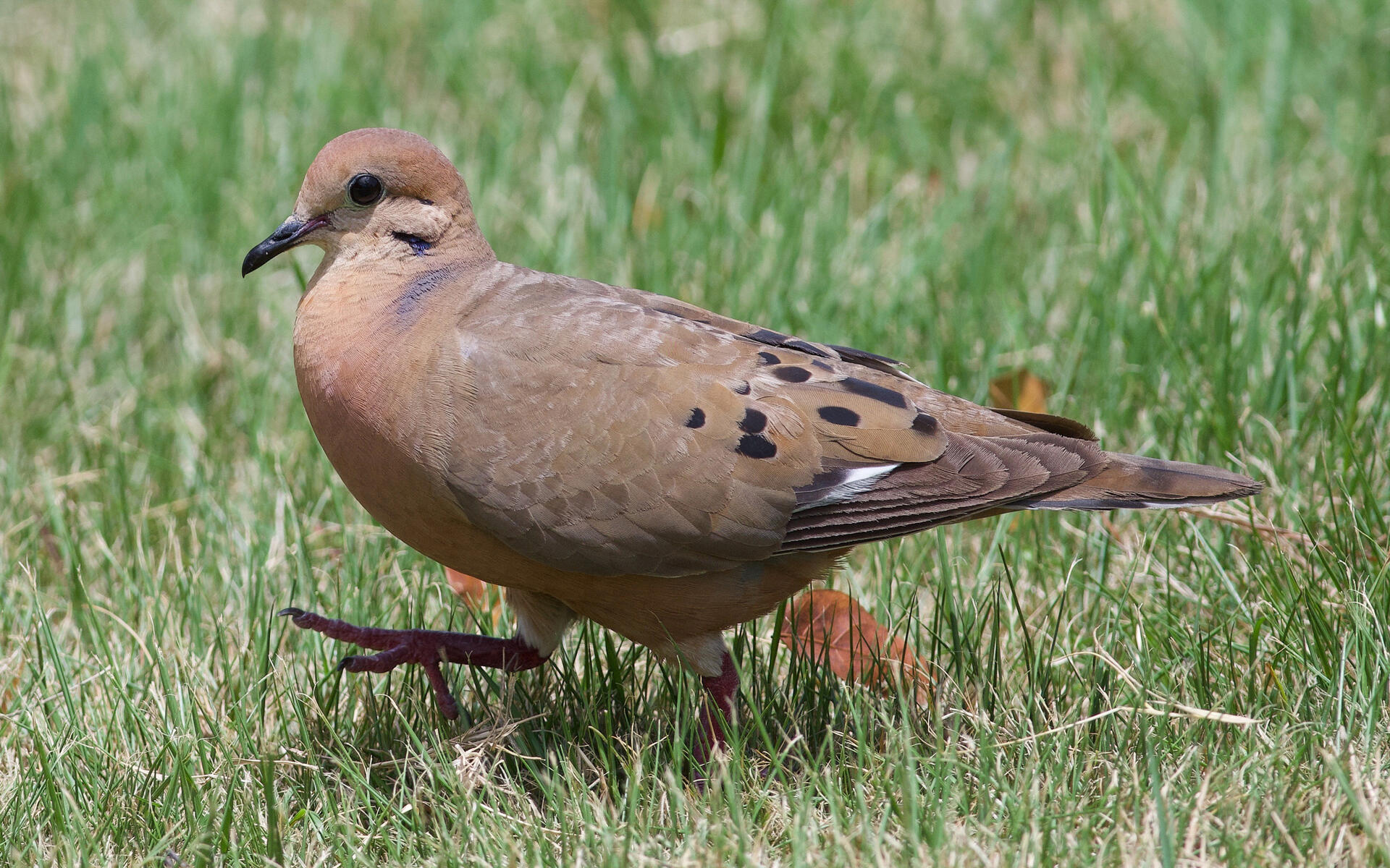 Zenaida Dove | Audubon Field Guide