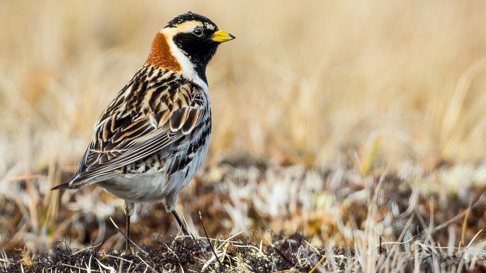 Lapland Longspur | Audubon Field Guide