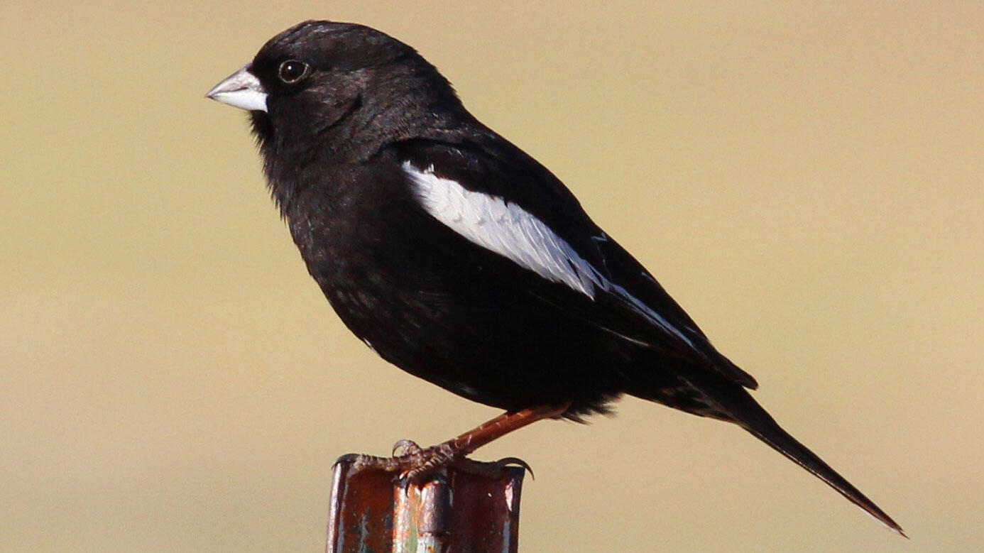 Lark Bunting | Audubon Field Guide