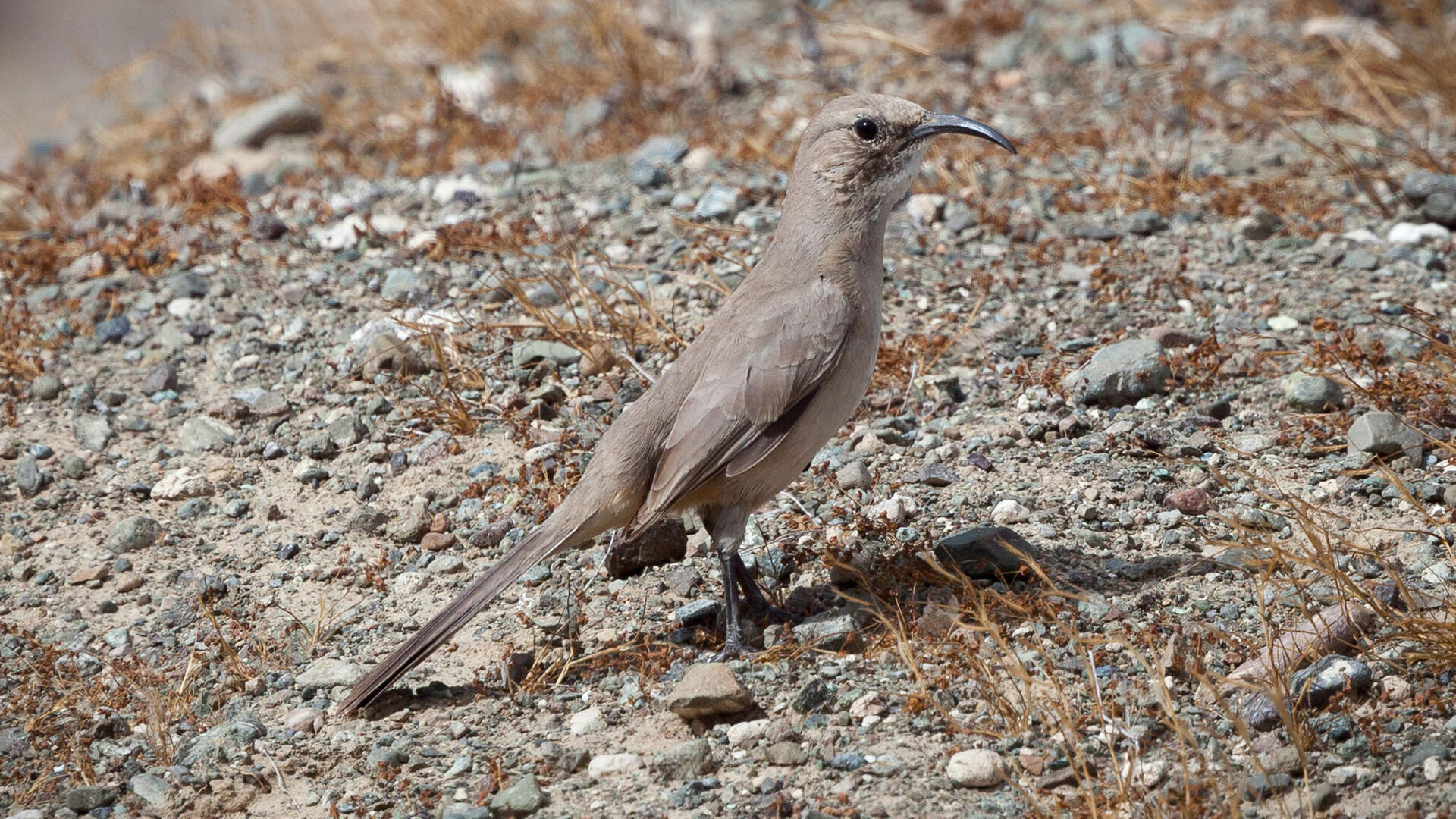 LeConte's Thrasher | Audubon Field Guide